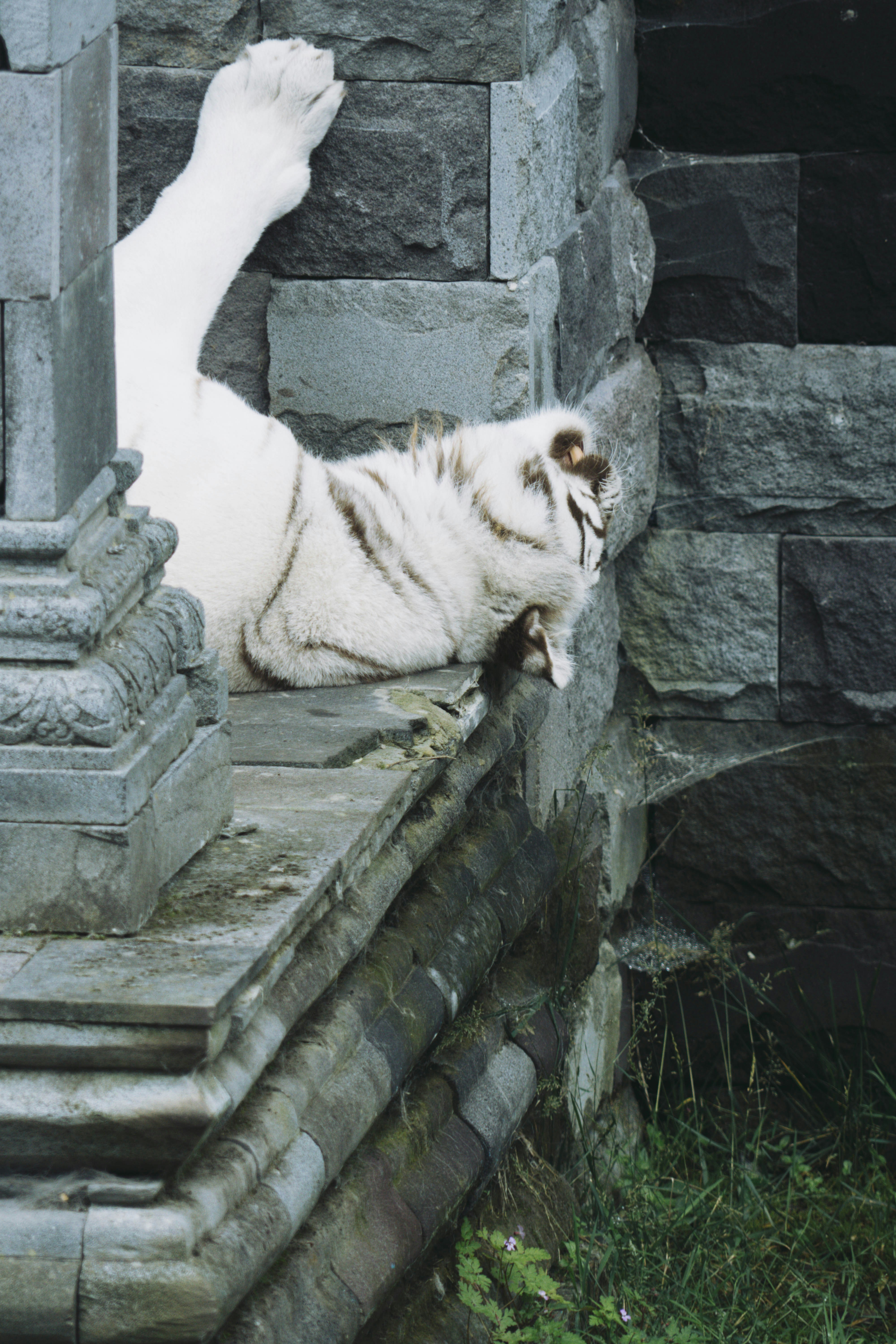 Grasping Grace on Weathered Stone: White Cat at the Edge of an Ancient Terrace