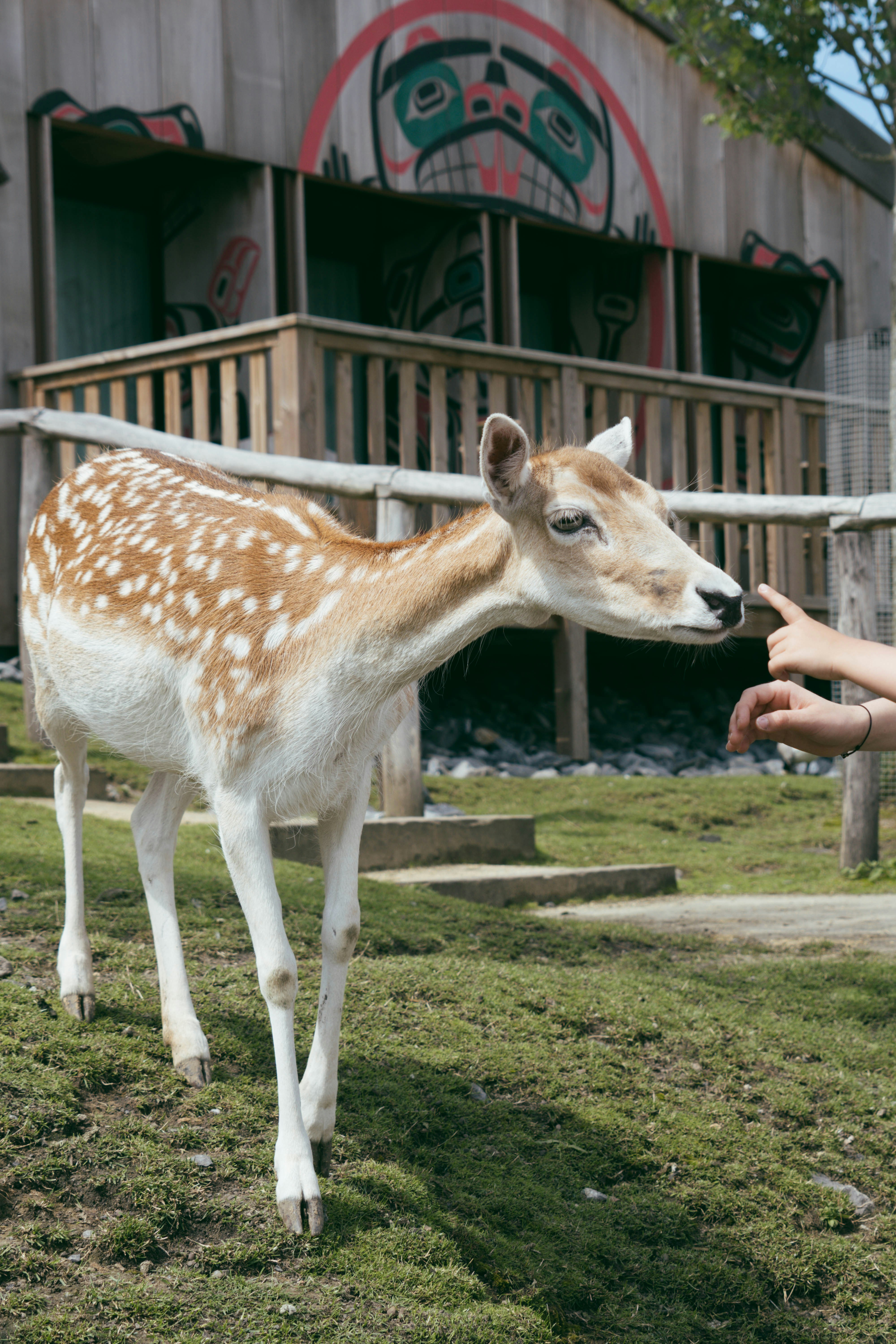 brown and white giraffe standing on green grass field during daytime