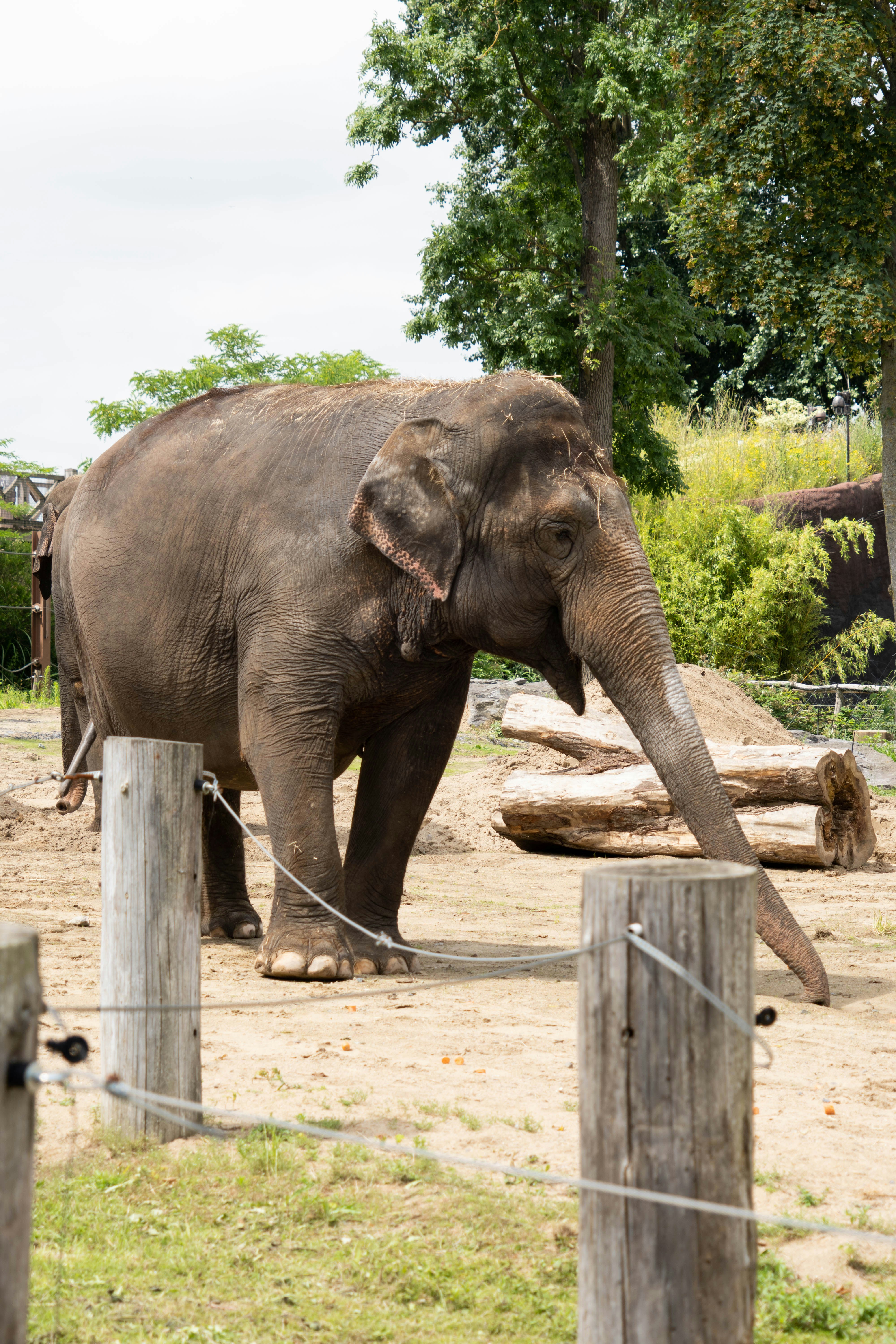 brown elephant walking on brown wooden fence during daytime