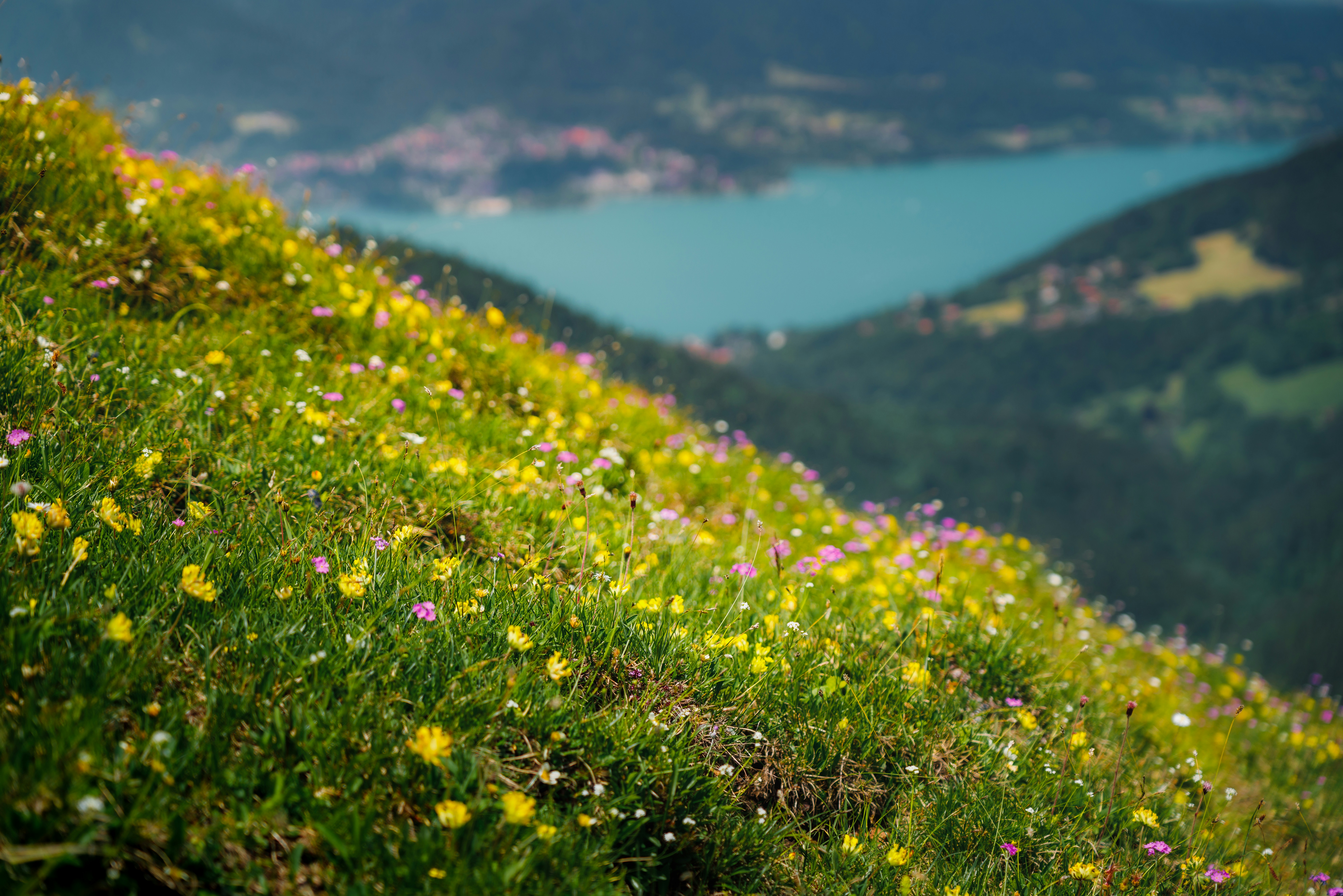 Slope of Spring: Alpine Wildflowers Framing a Tranquil Turquoise Lake