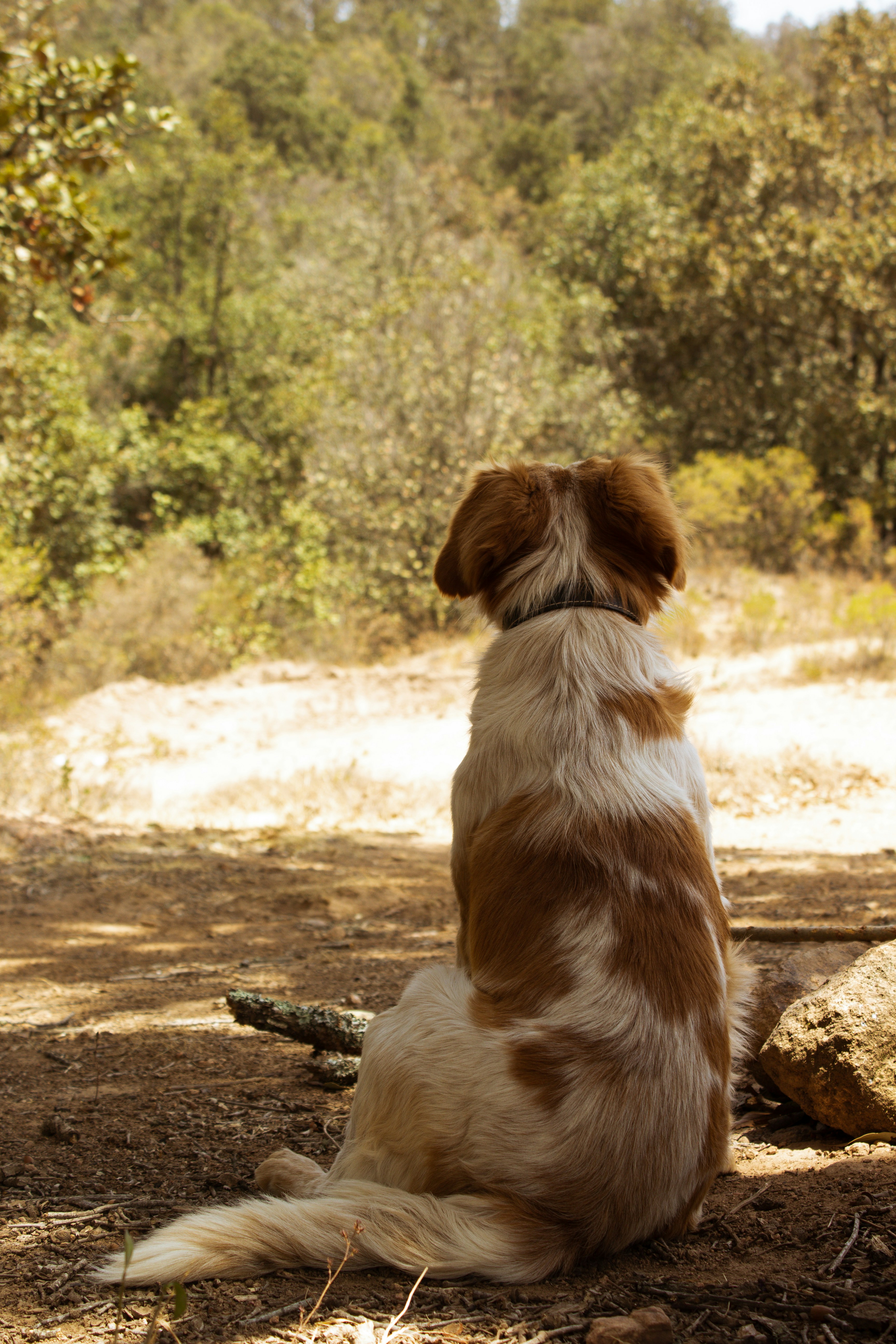 Sunlit Back View: A Hound Resting in a Quiet Woodland Clearing