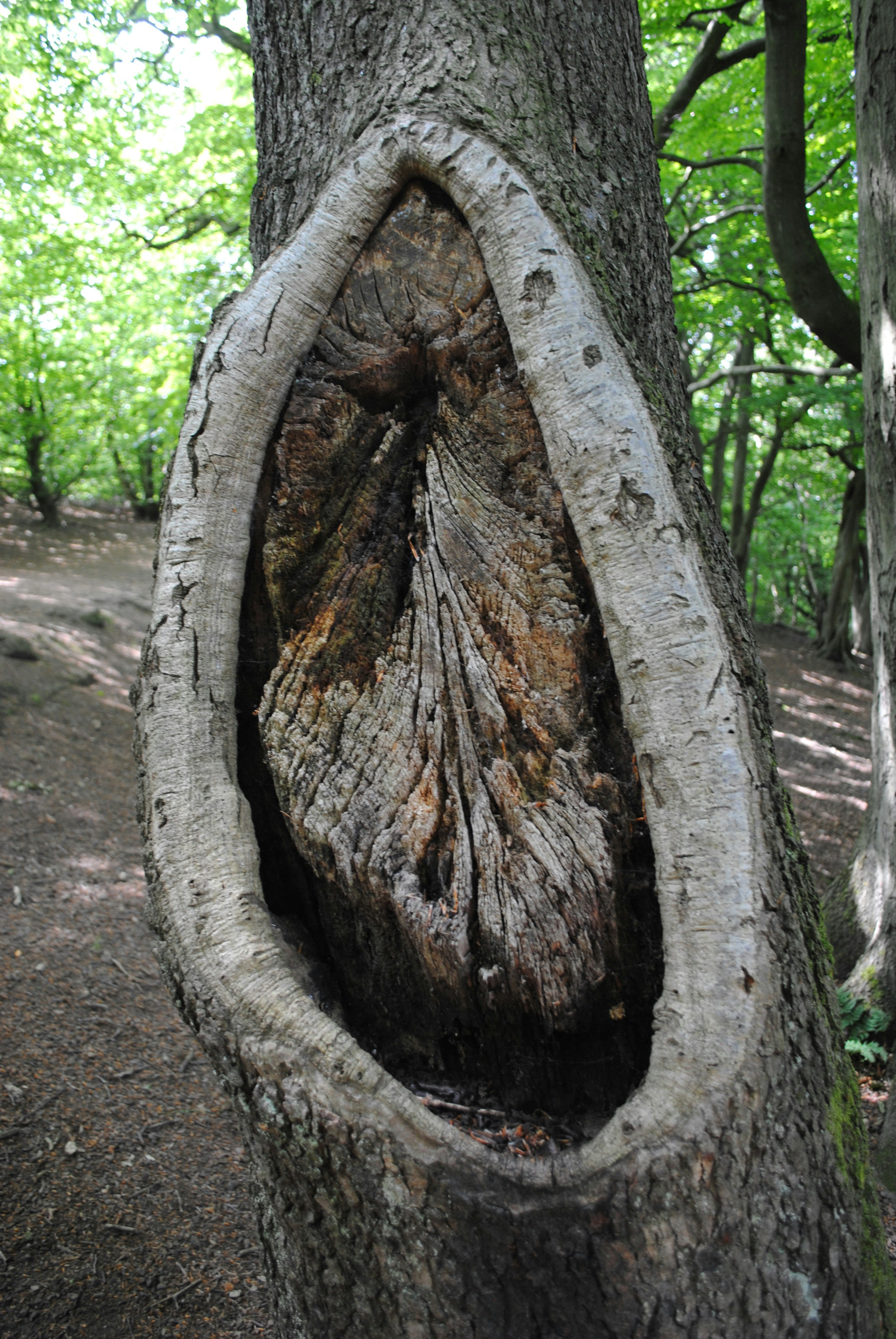 Hollowed tree trunk revealing textured wood and natural patterns in a serene forest setting.