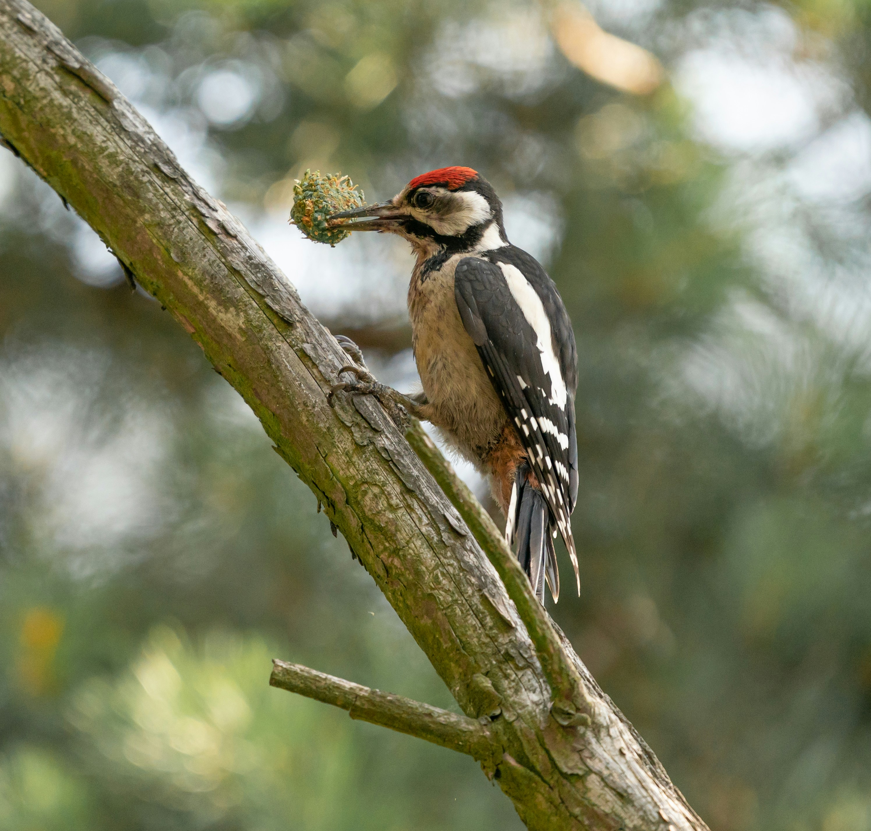 Great spotted woodpecker perched on a tree branch, skillfully gathering nesting material. The vibrant red crown adds a striking detail to its plumage.