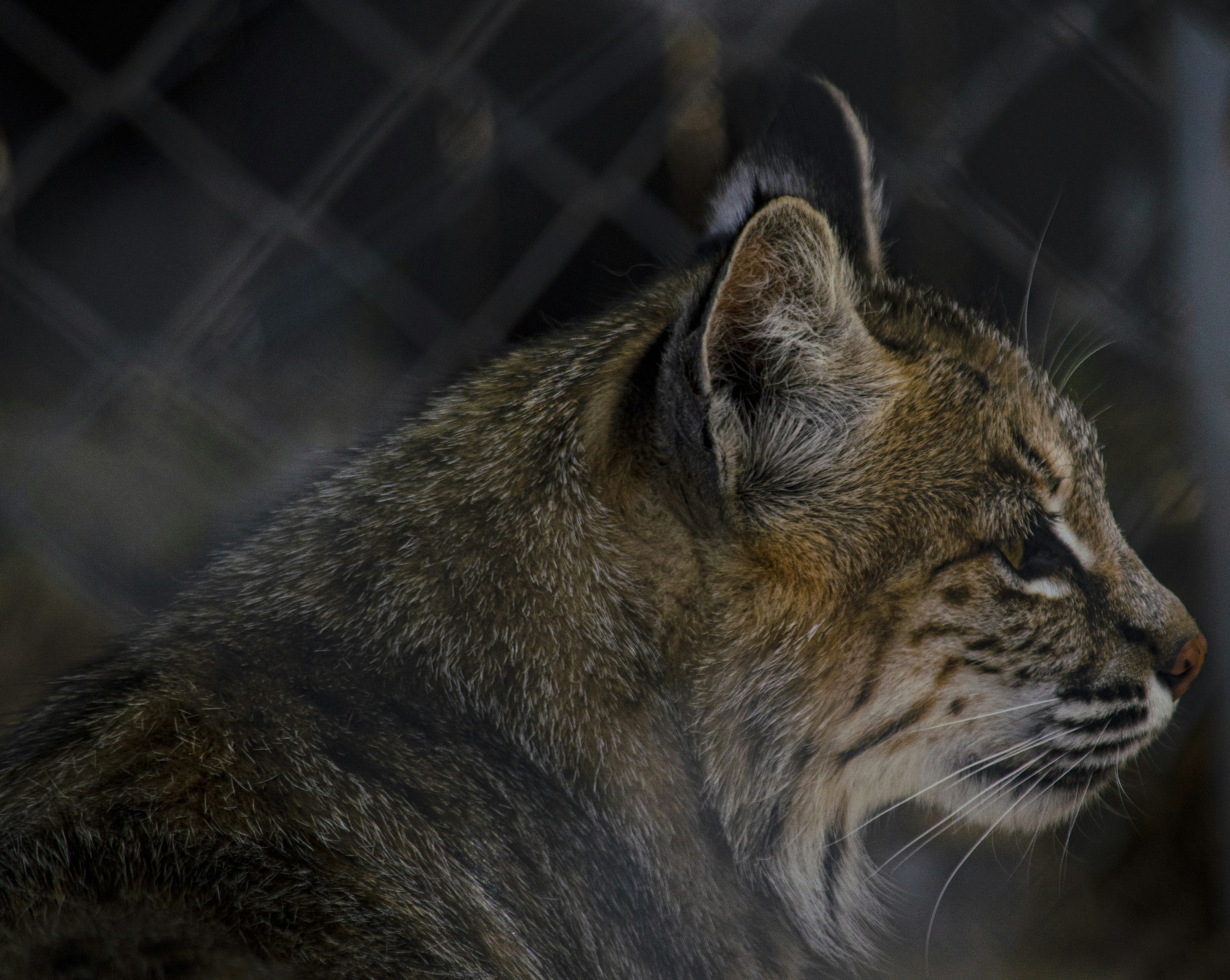Bobcat gazing through a chain-link fence, its fur detailed in soft light.