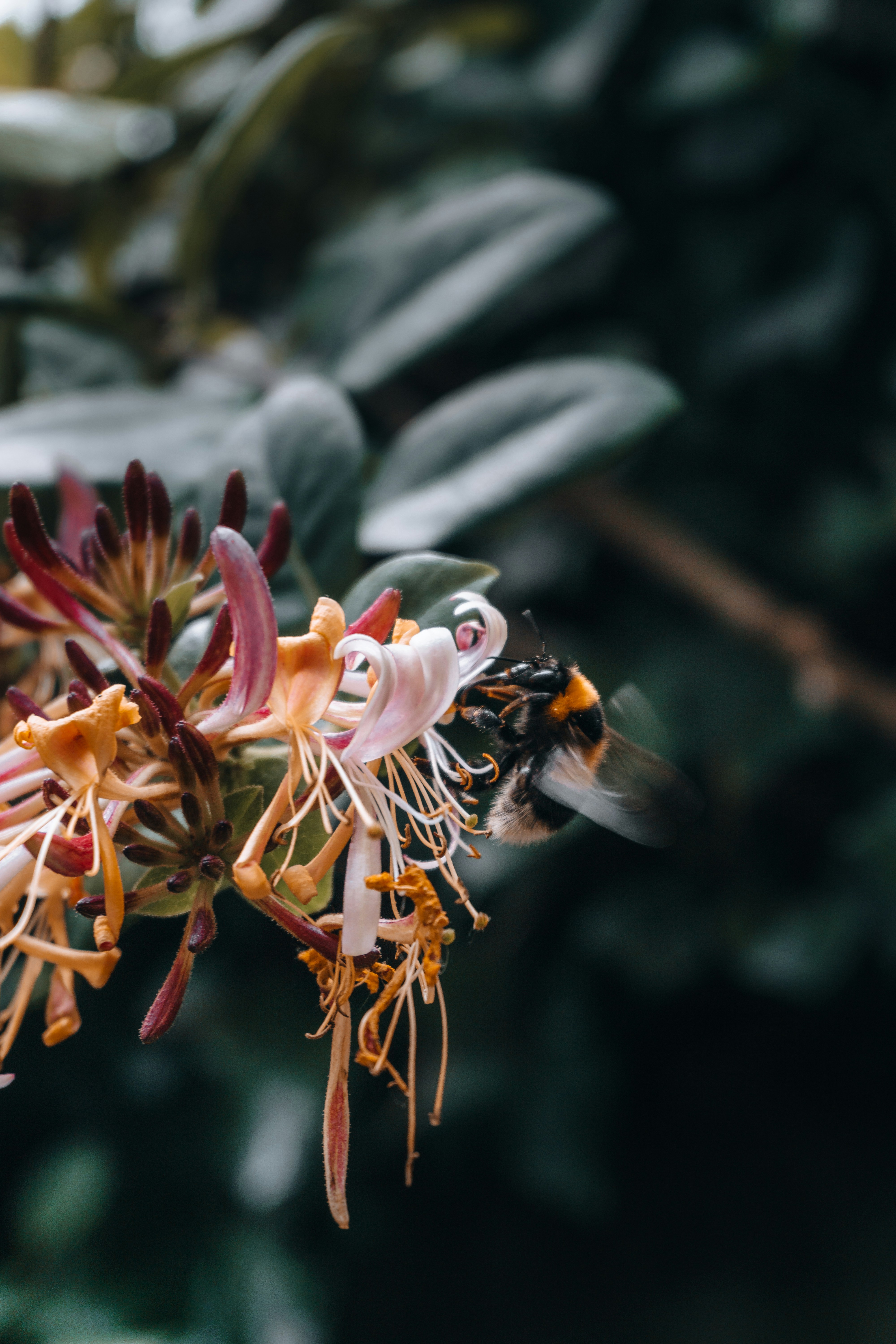 Beeline Through Bloom: A Bumblebee on Honeysuckle