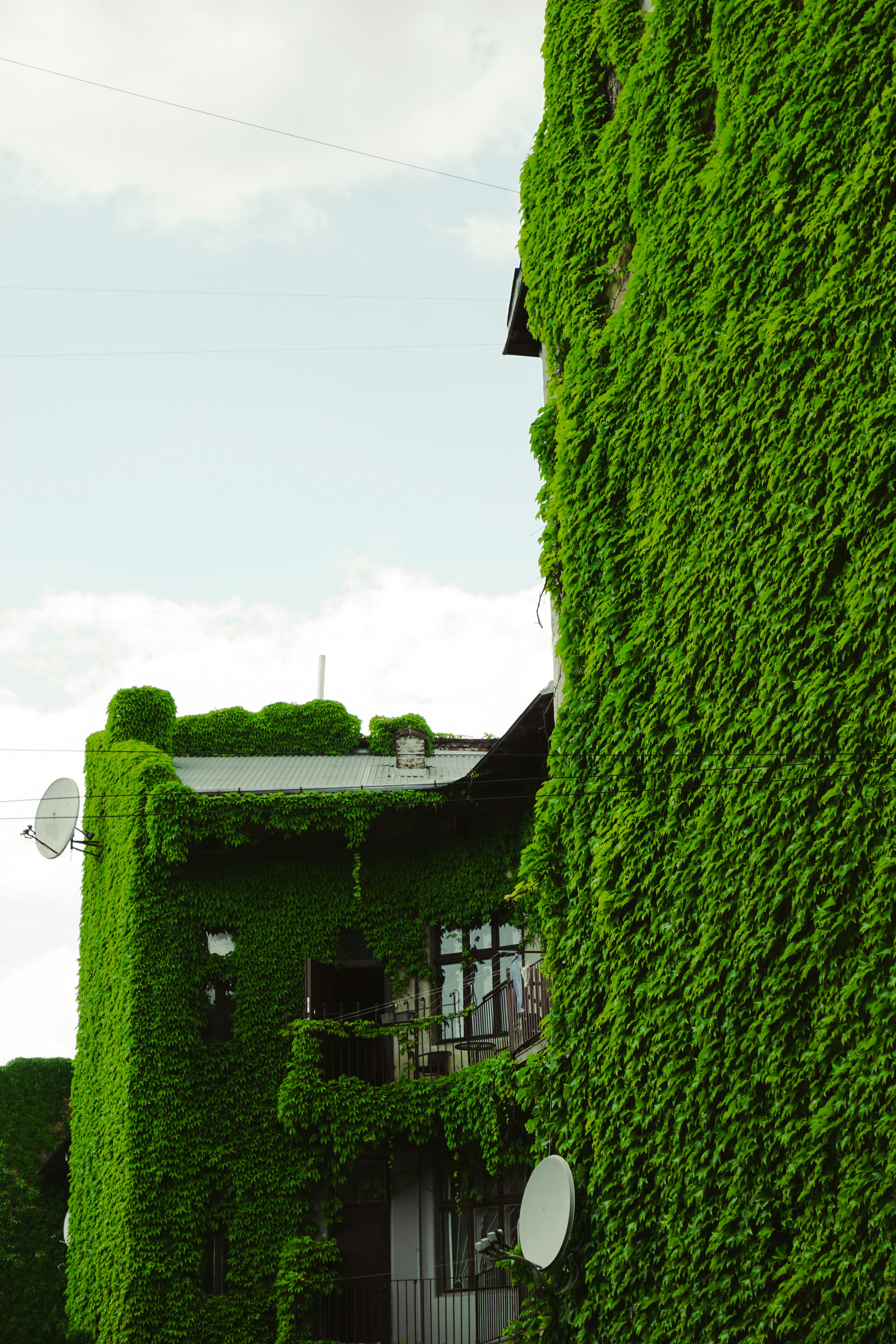 Lush green ivy envelops urban buildings, showcasing a harmonious blend of architecture and nature. The scene highlights the vibrant life thriving in an urban environment.