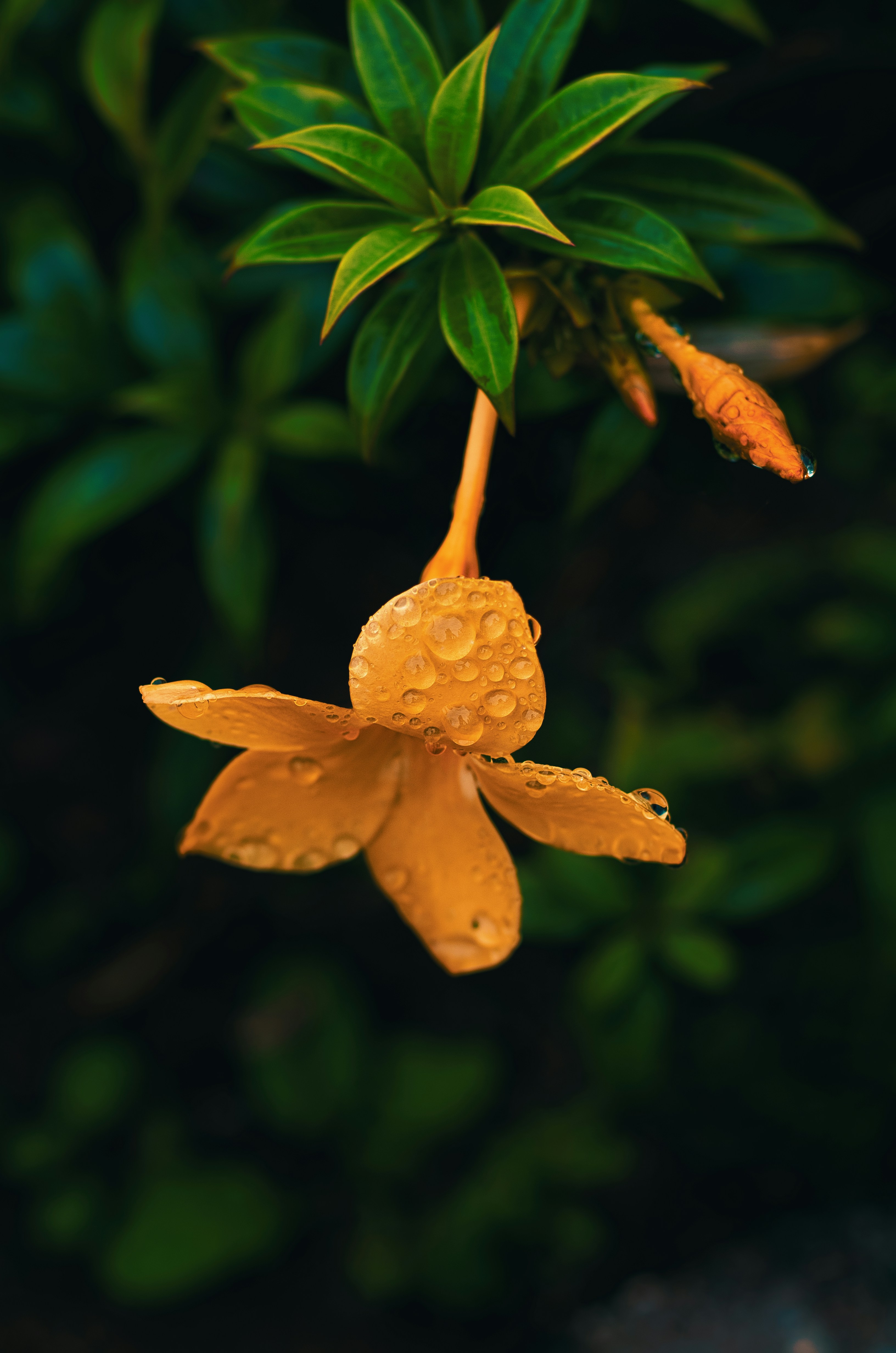 Close-up photograph of an orange blossom adorned with dew, hanging against a soft, dark green background. The shot emphasizes texture and color on the petals.