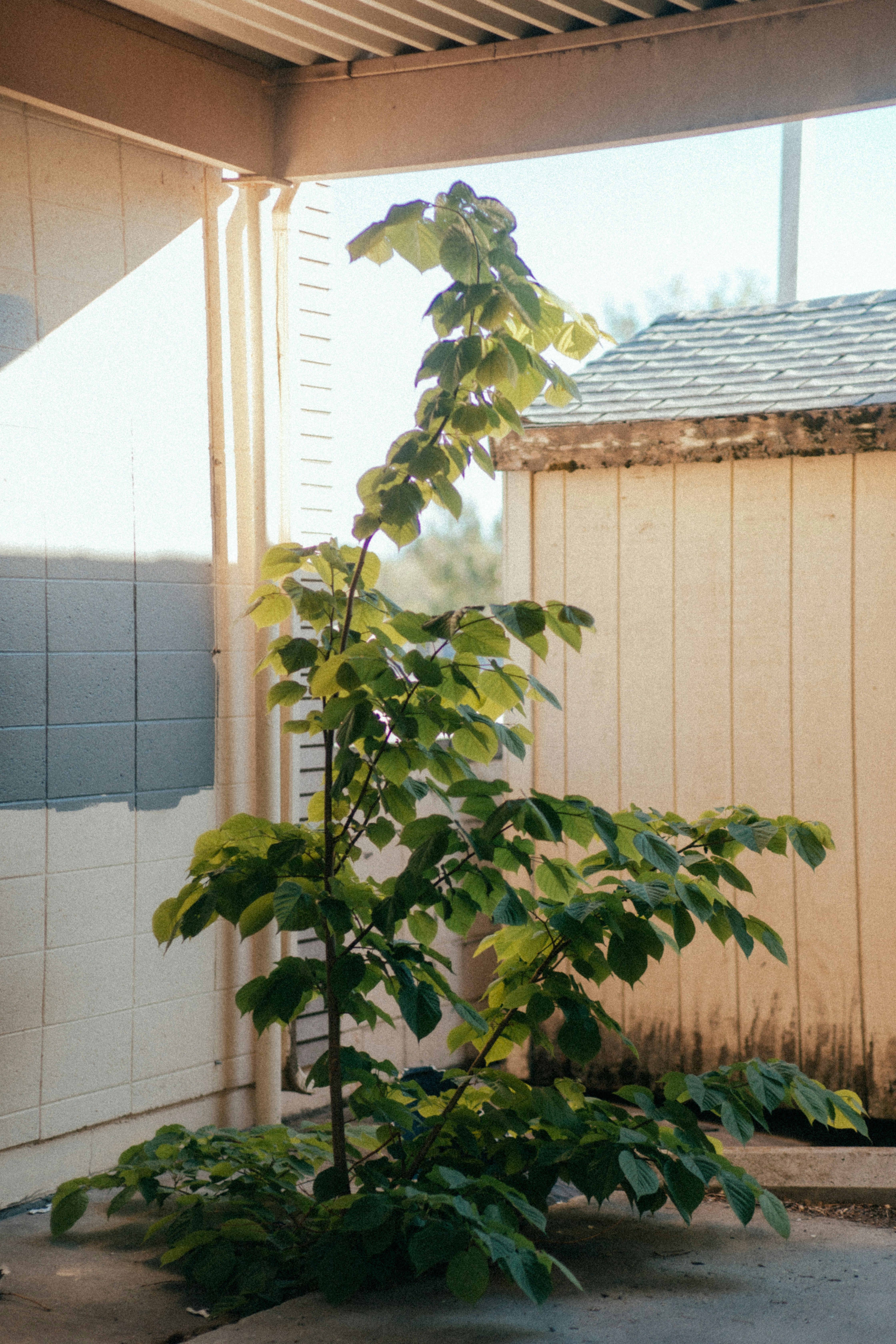A vibrant green plant thriving in a corner of an urban setting, juxtaposed against a weathered wall and roof. The scene highlights nature's persistence amidst concrete structures.