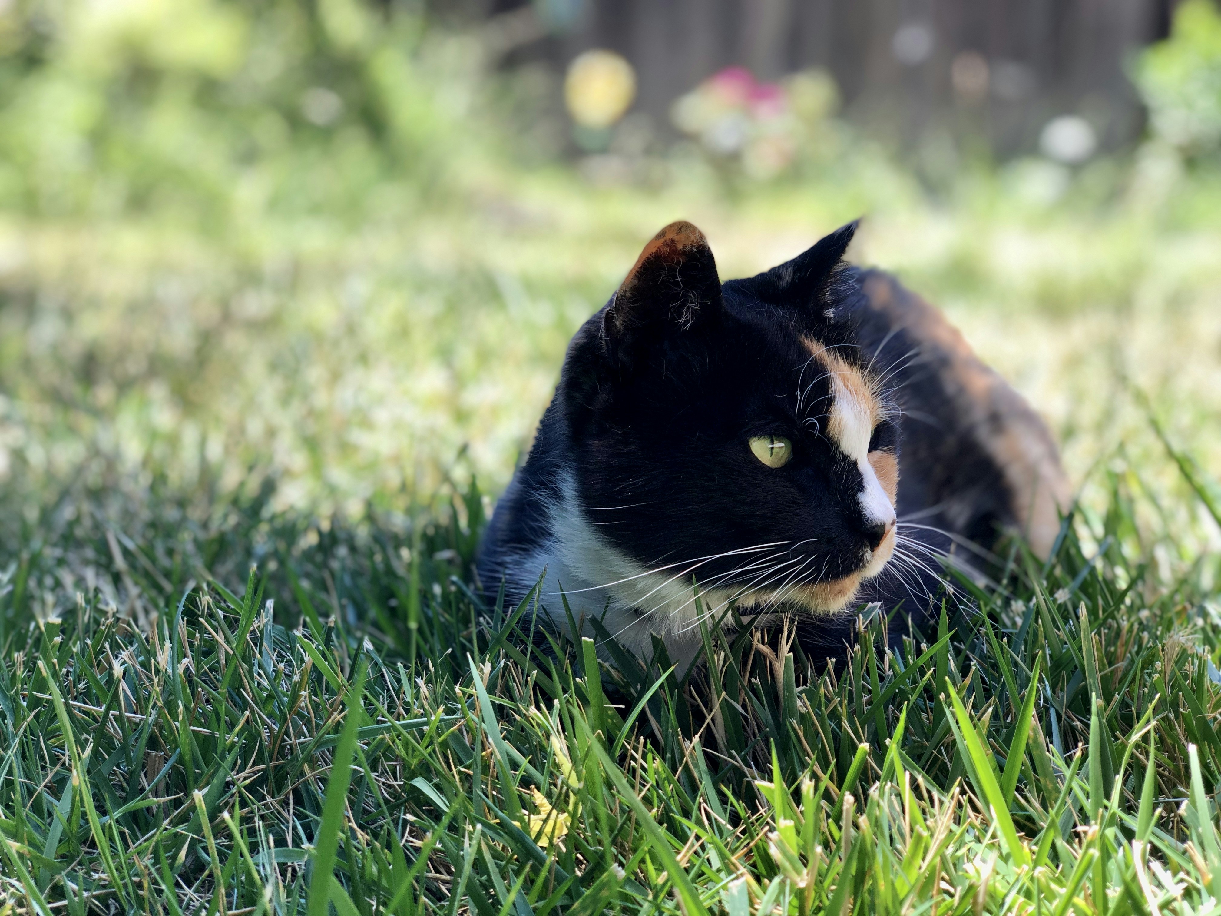 Calico cat lying in lush green grass, observing its surroundings with keen interest.