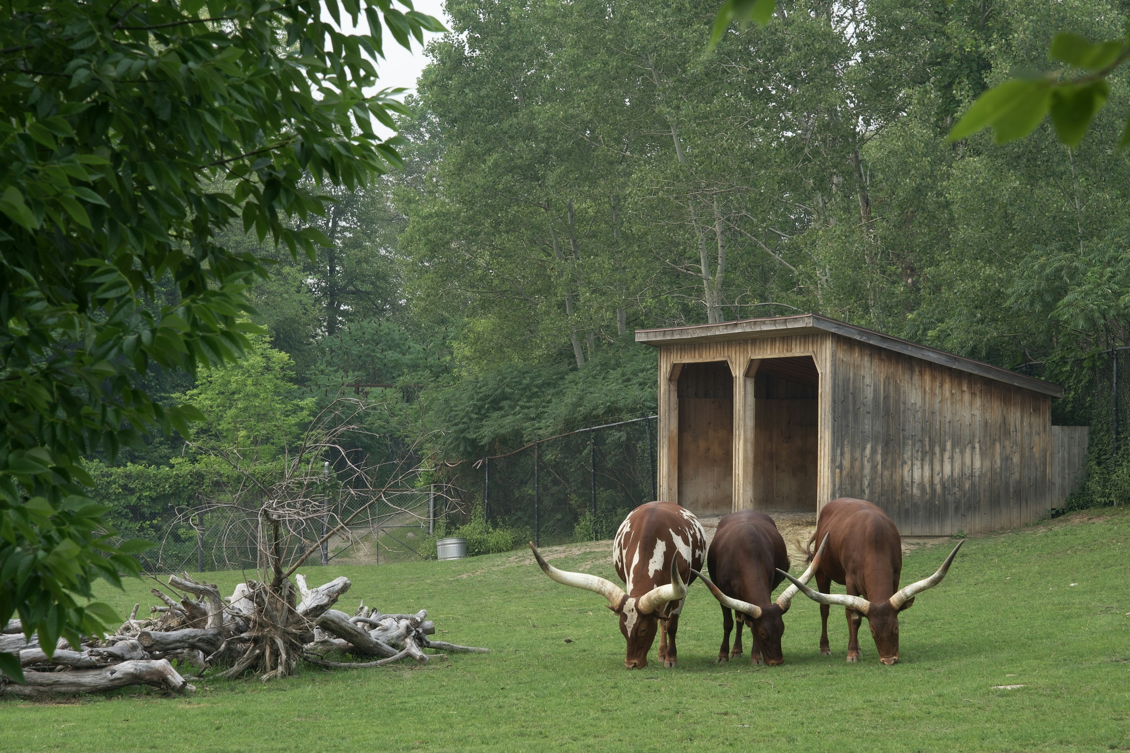 brown and white cow on green grass field near brown wooden house during daytime