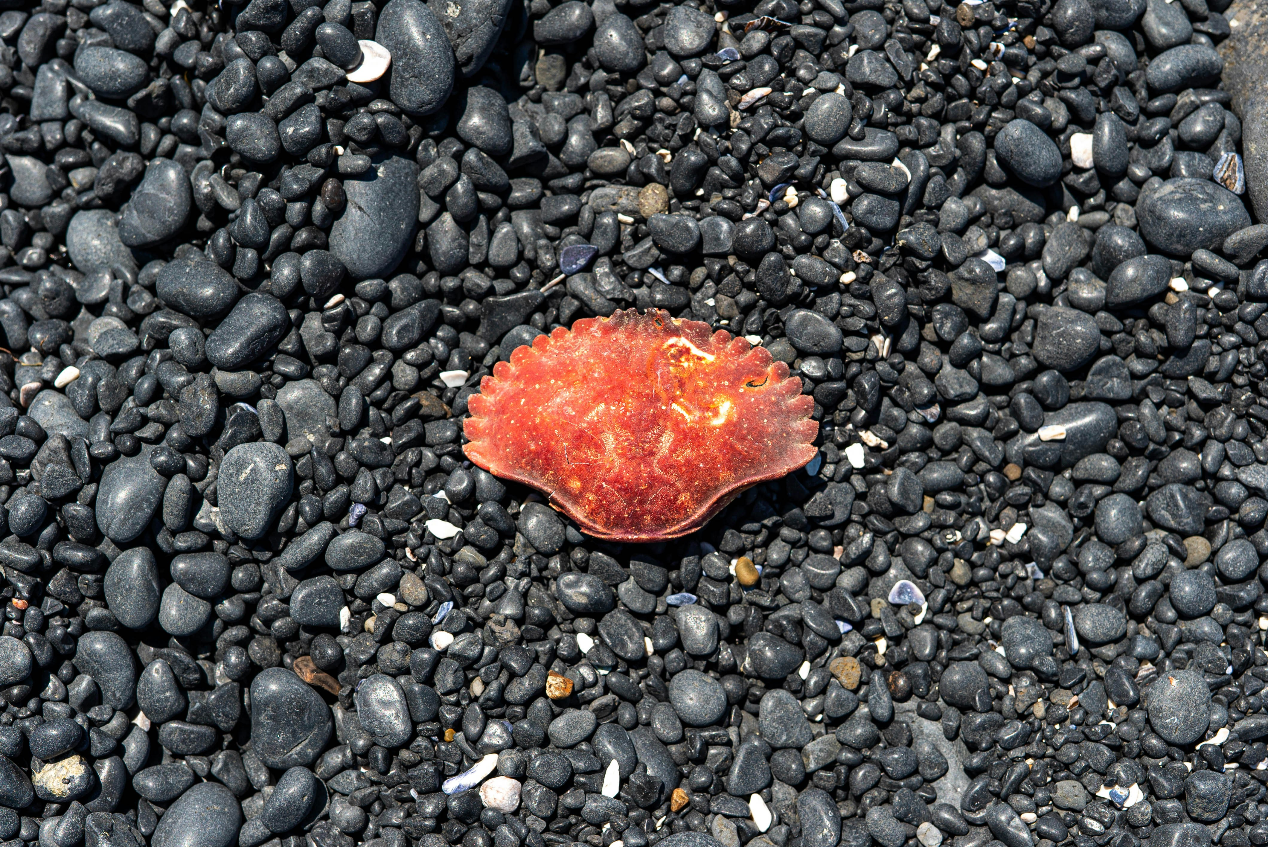 Crimson Shell on a Bed of Night Pebbles
