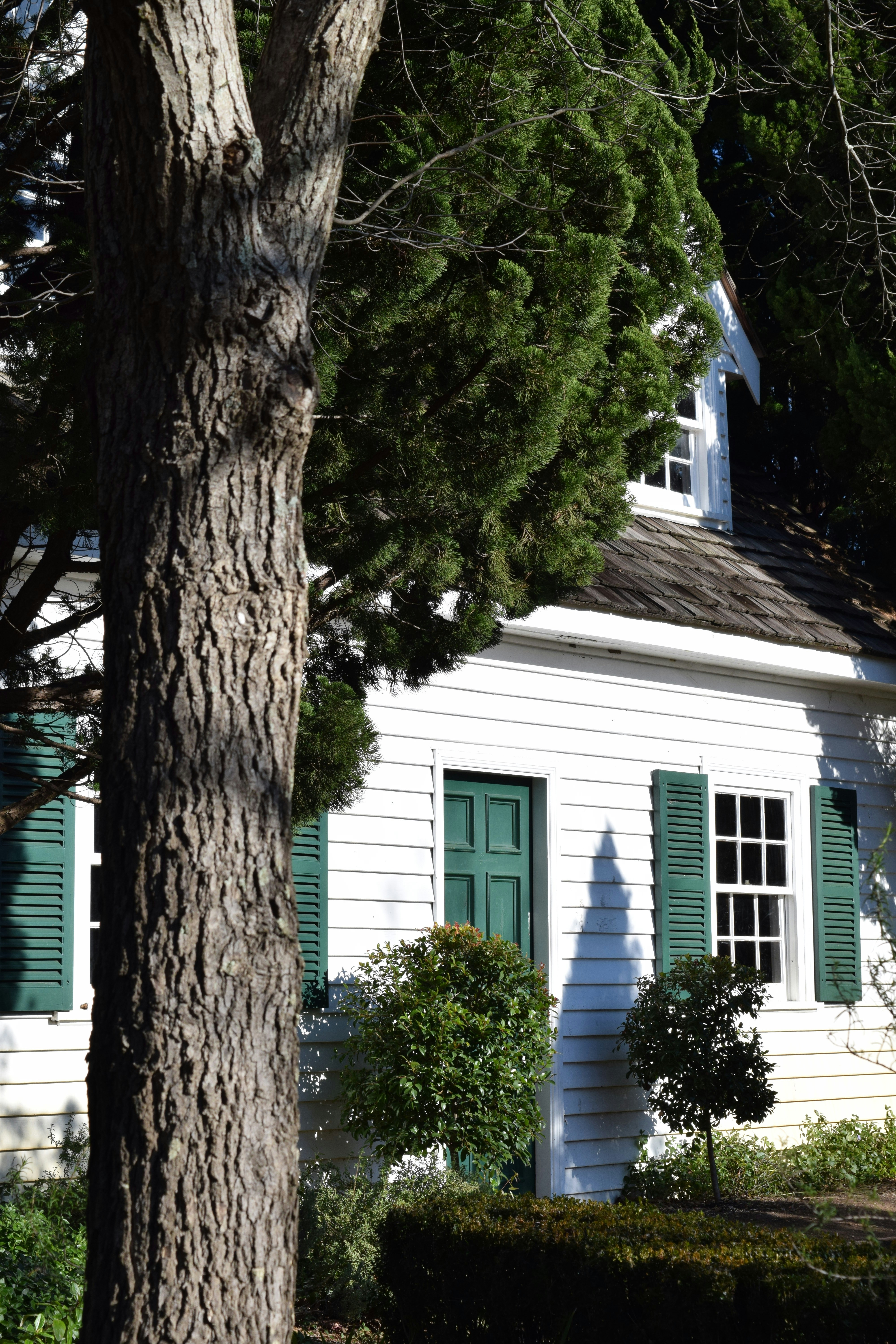 green tree near white and blue house