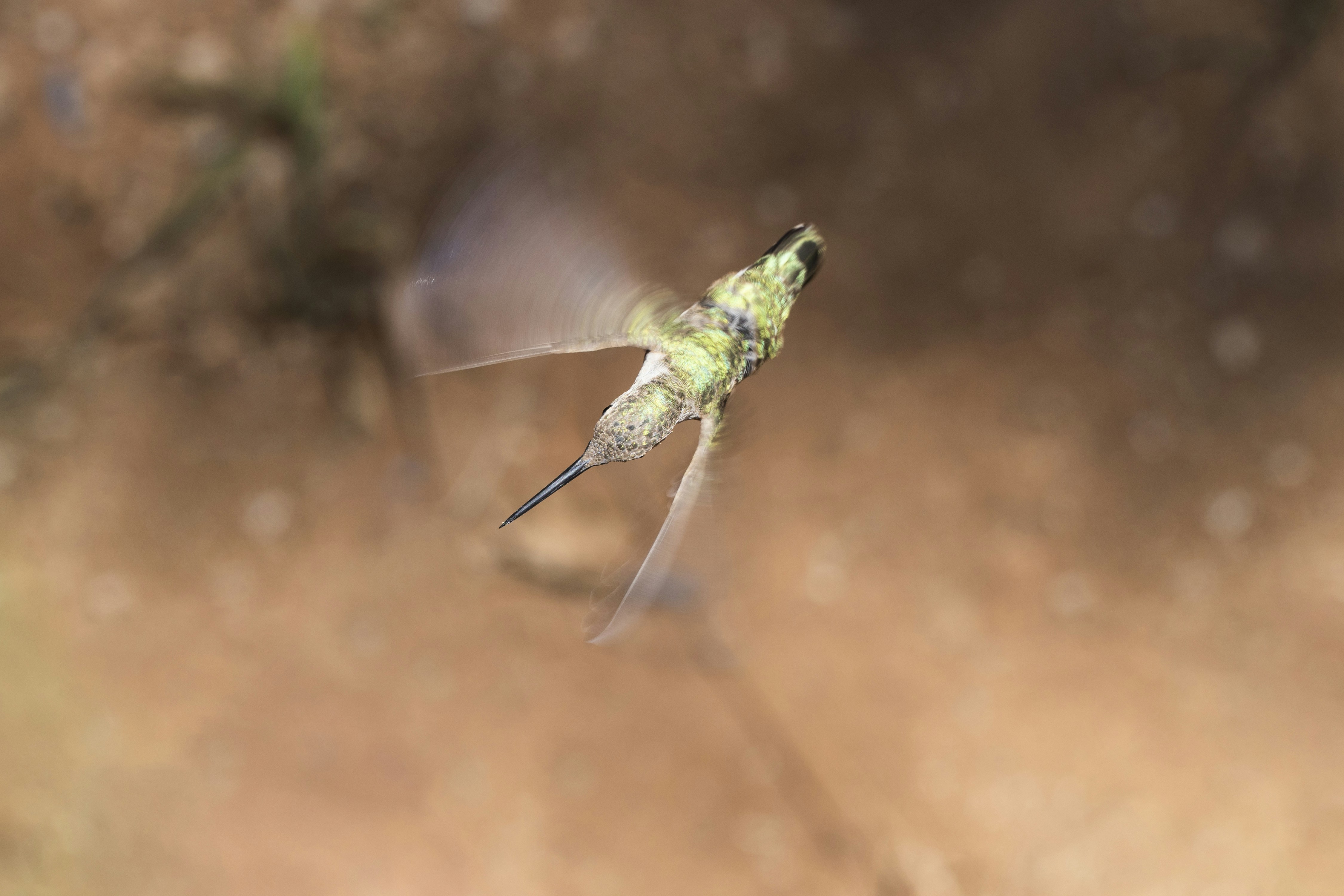 green and brown humming bird