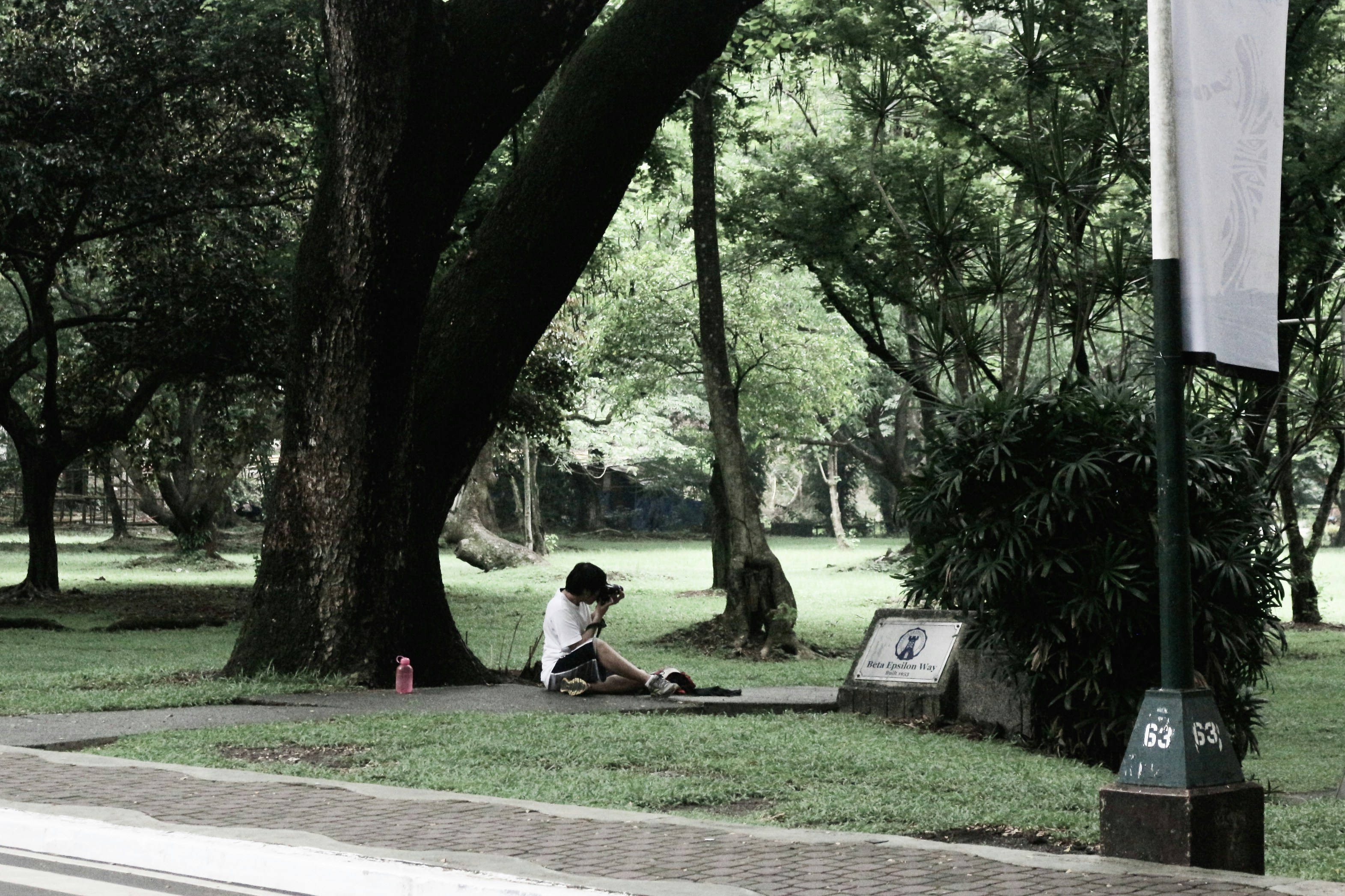 Person sitting under large trees in a serene university park setting.