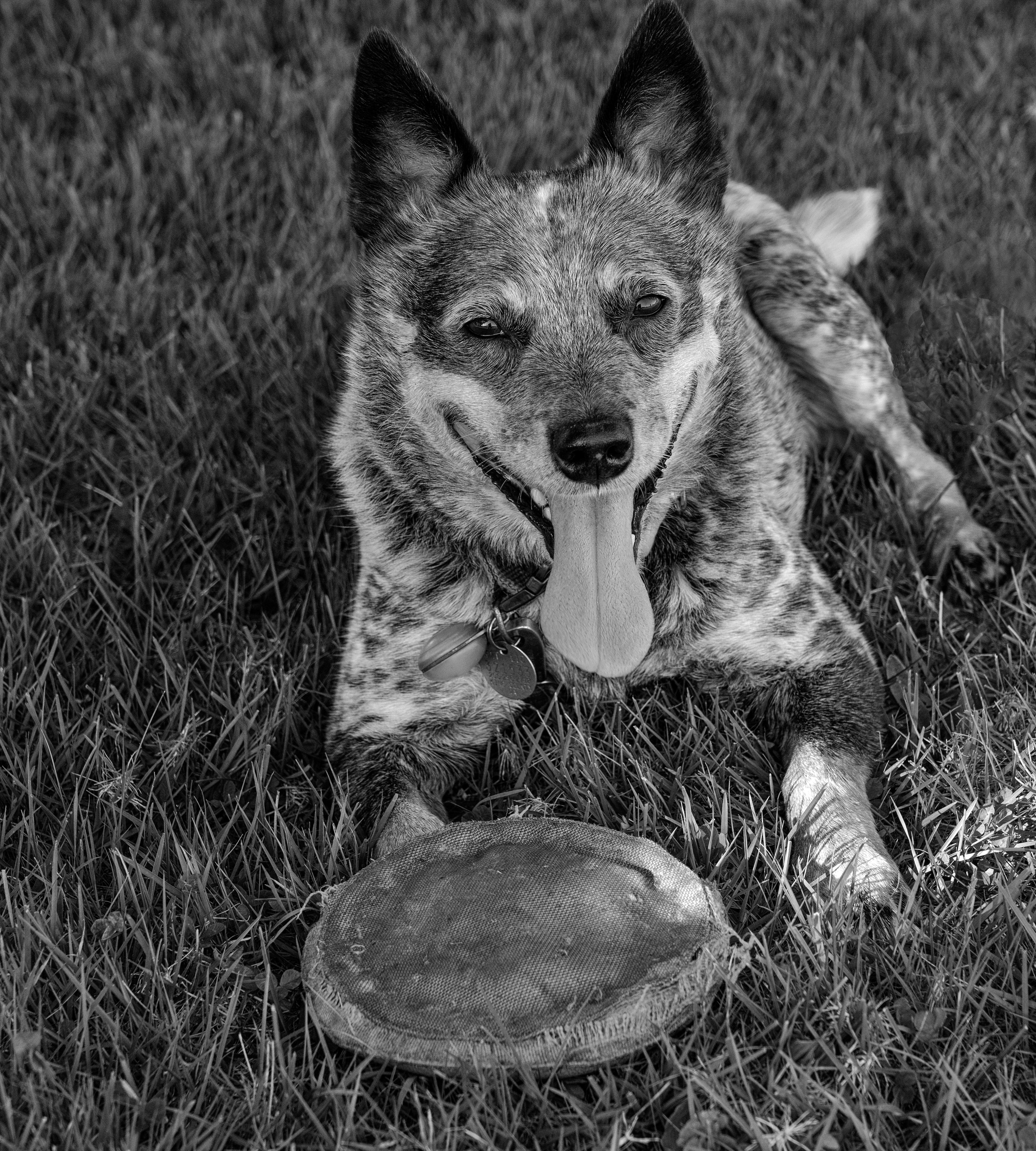 Monochrome Moment: A Dog's Grin Over a Frisbee in the Grass