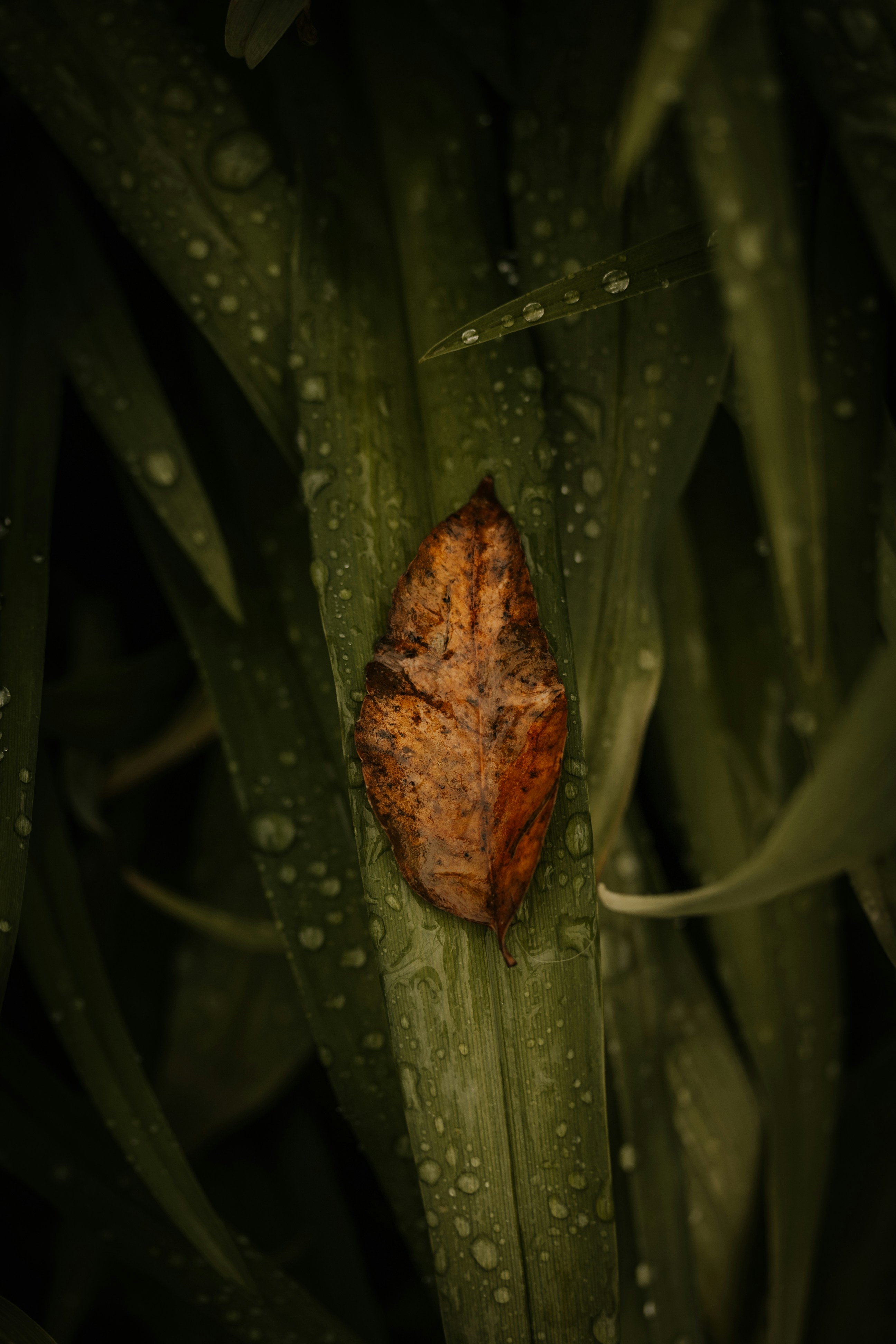 Autumn Leaf Resting Between Emerald Strands