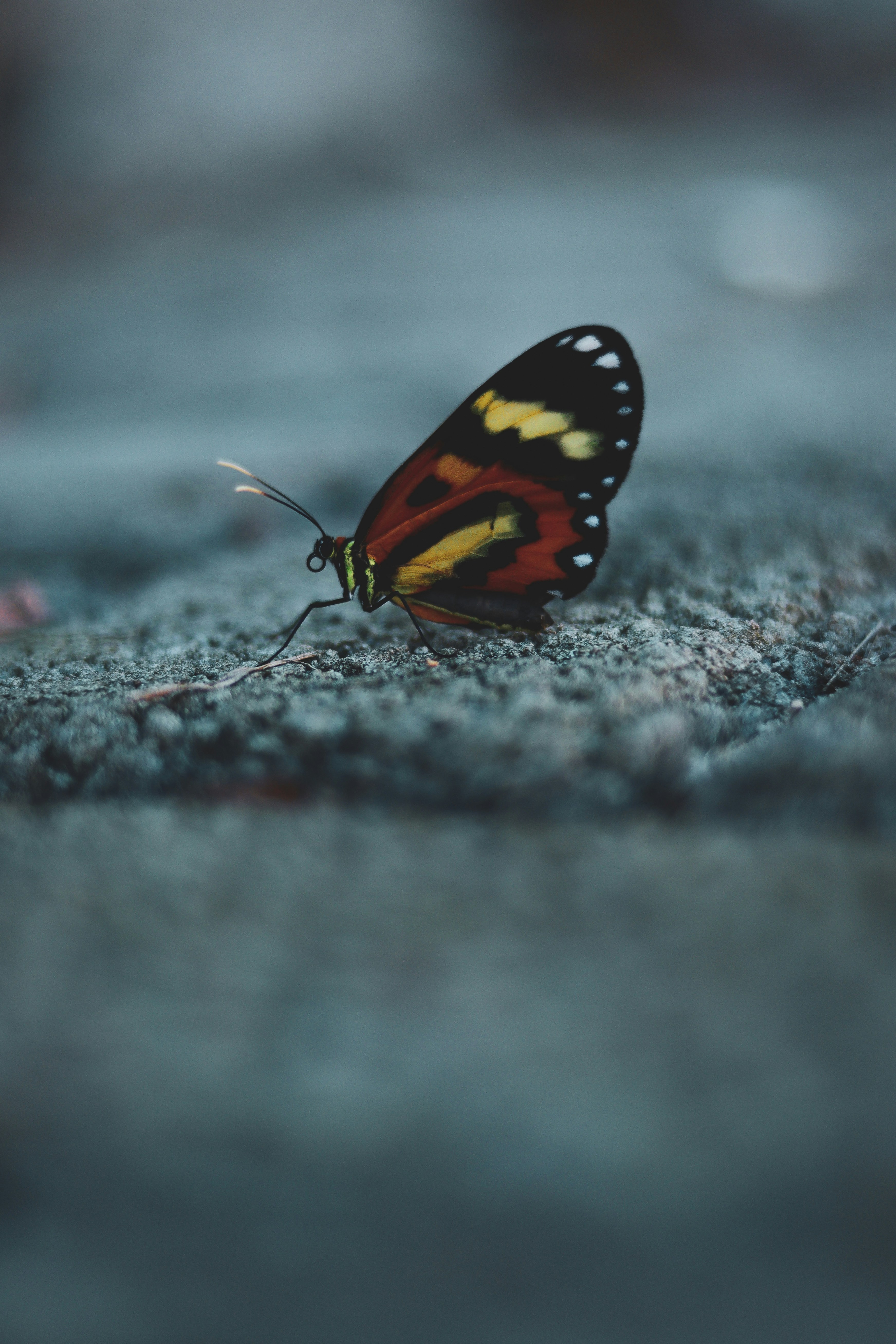 black white and orange butterfly on gray textile