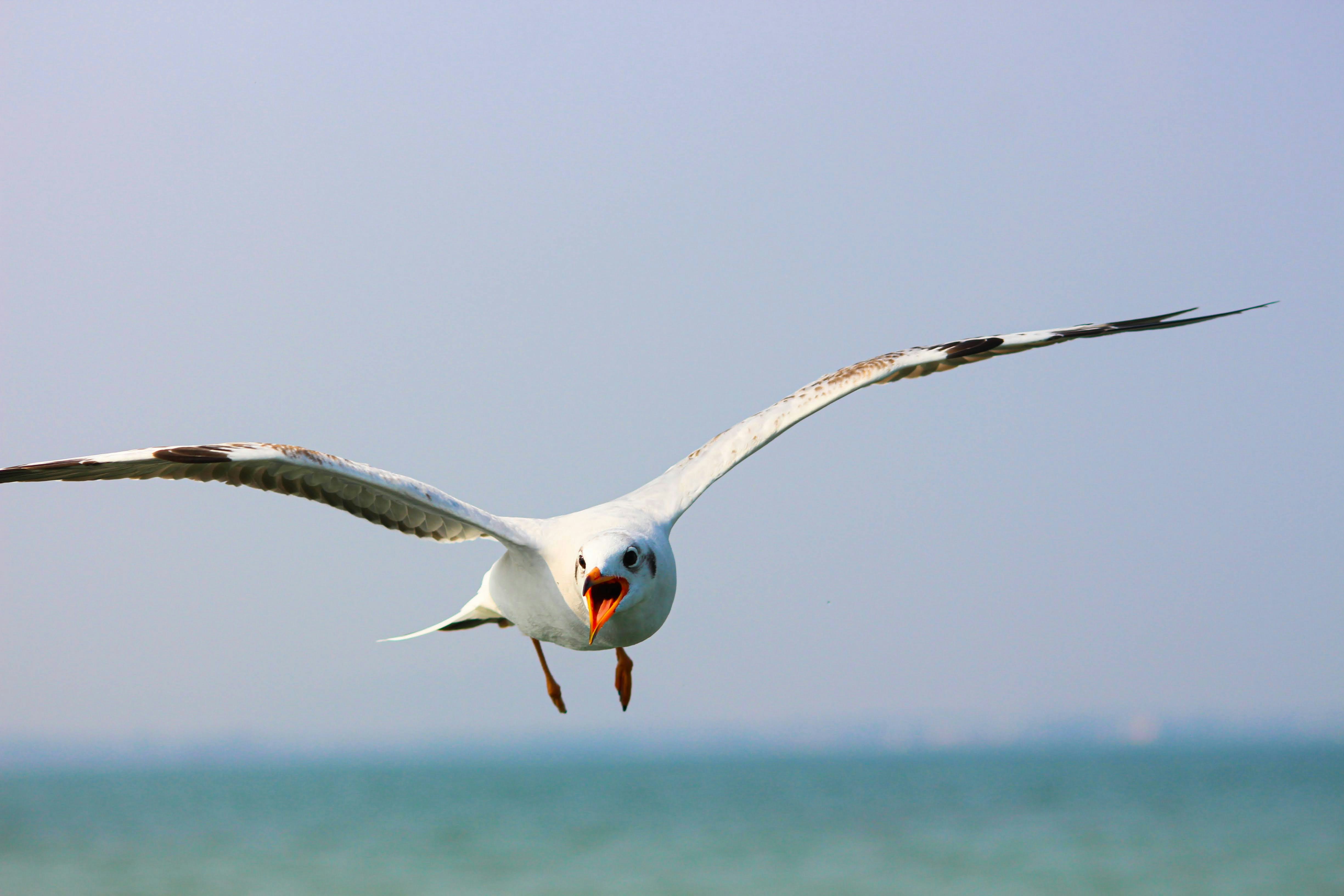 Beak-Forward: A Seagull Clips the Sea at Close Range