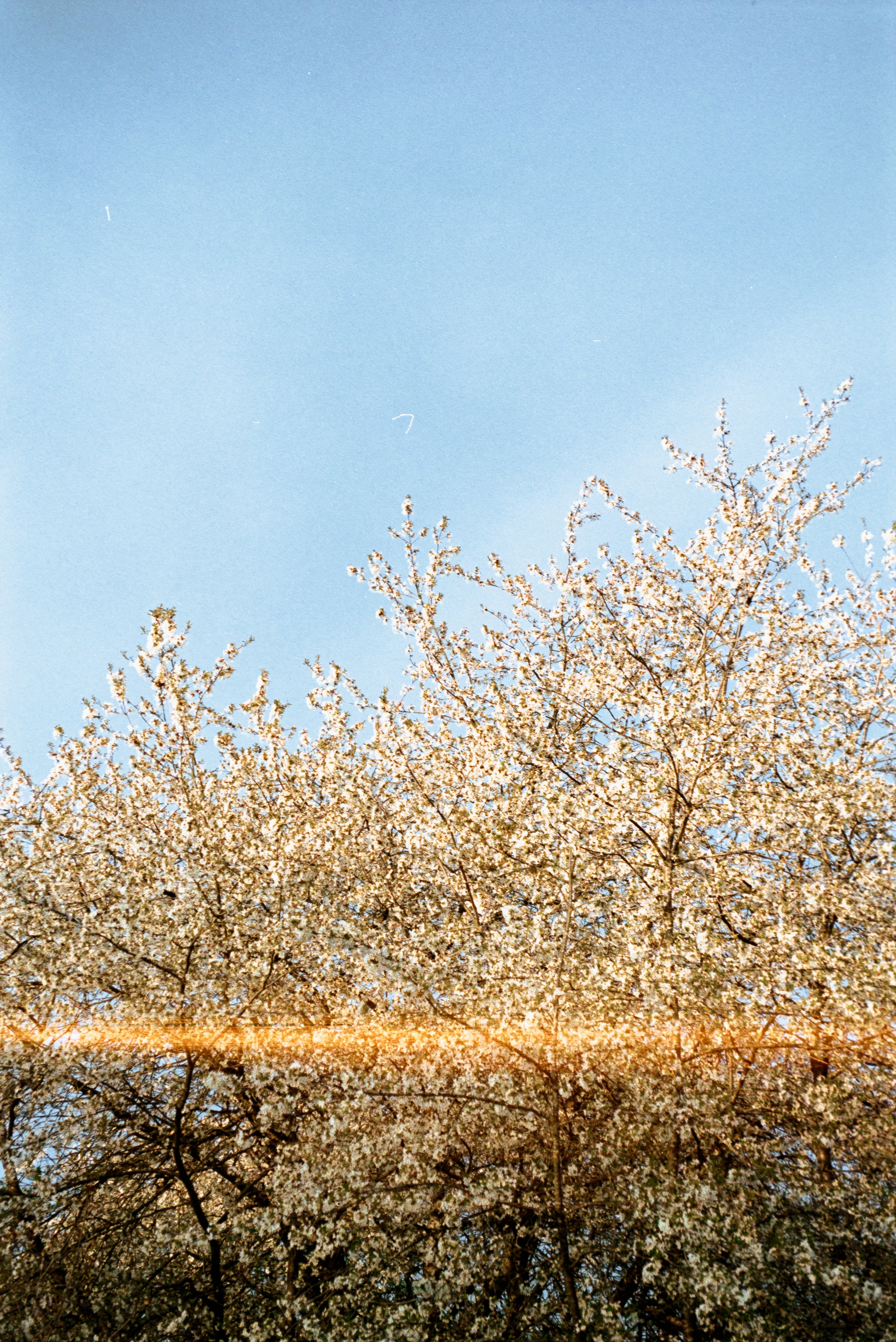 Delicate white blossoms adorn branches against a bright blue sky, capturing the essence of spring's arrival.
