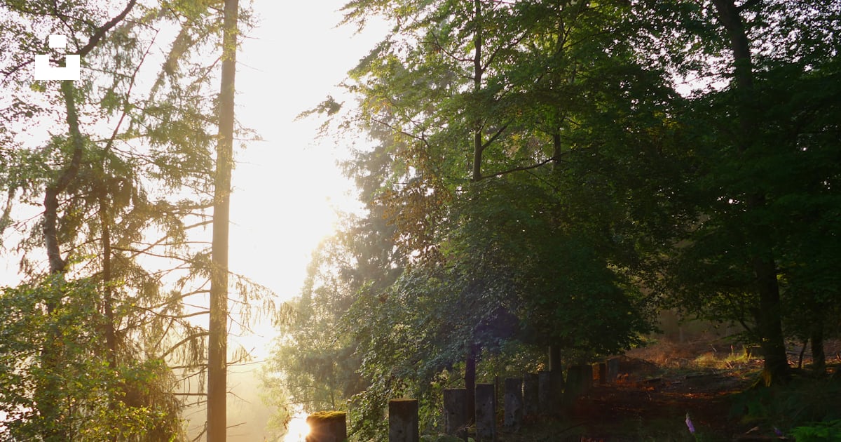 Green Trees And Plants During Daytime Photo Free Forest Image On Unsplash