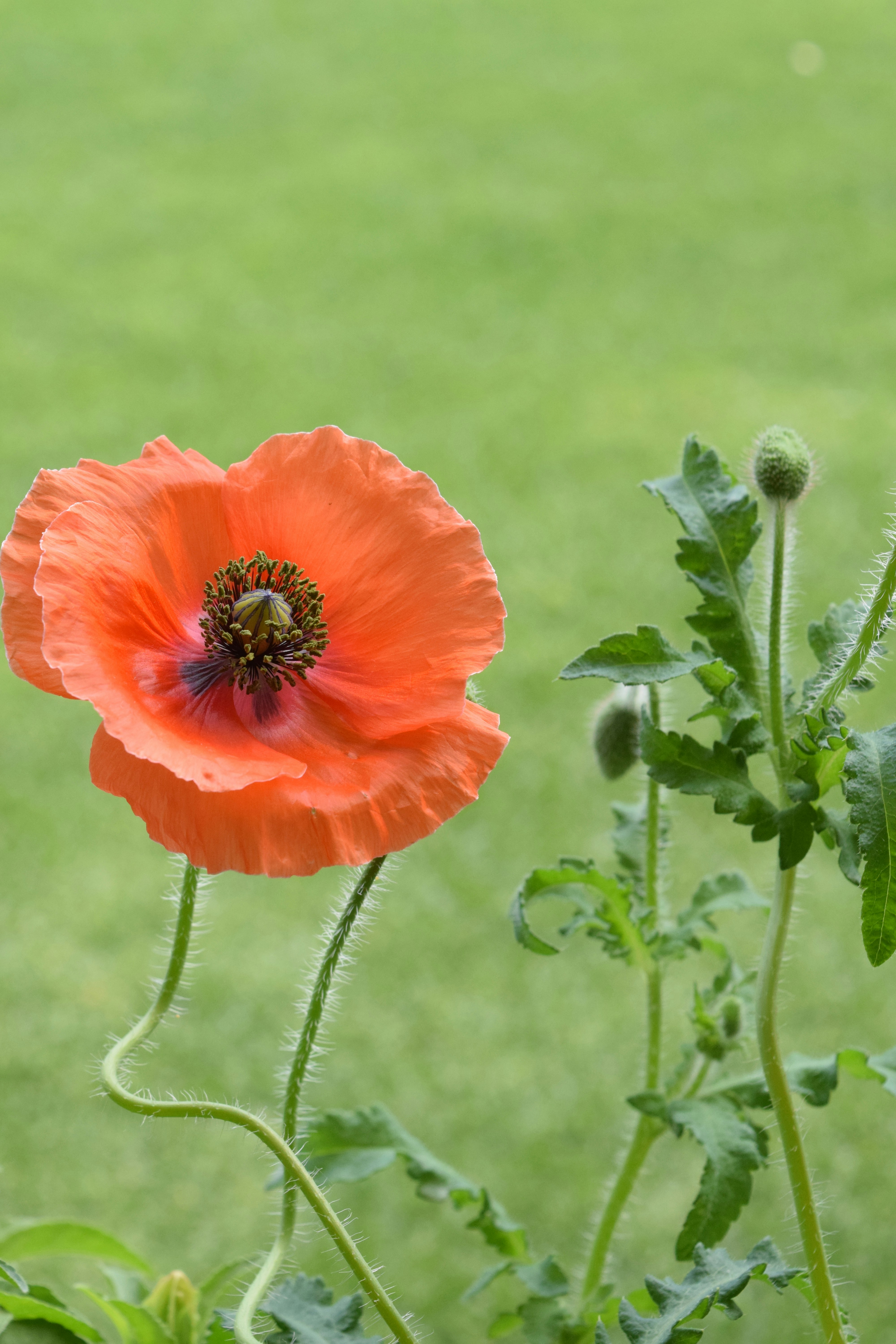 A vibrant coral poppy stands tall against a soft green backdrop, accompanied by budding stems. The delicate petals and intricate center create a striking visual contrast.