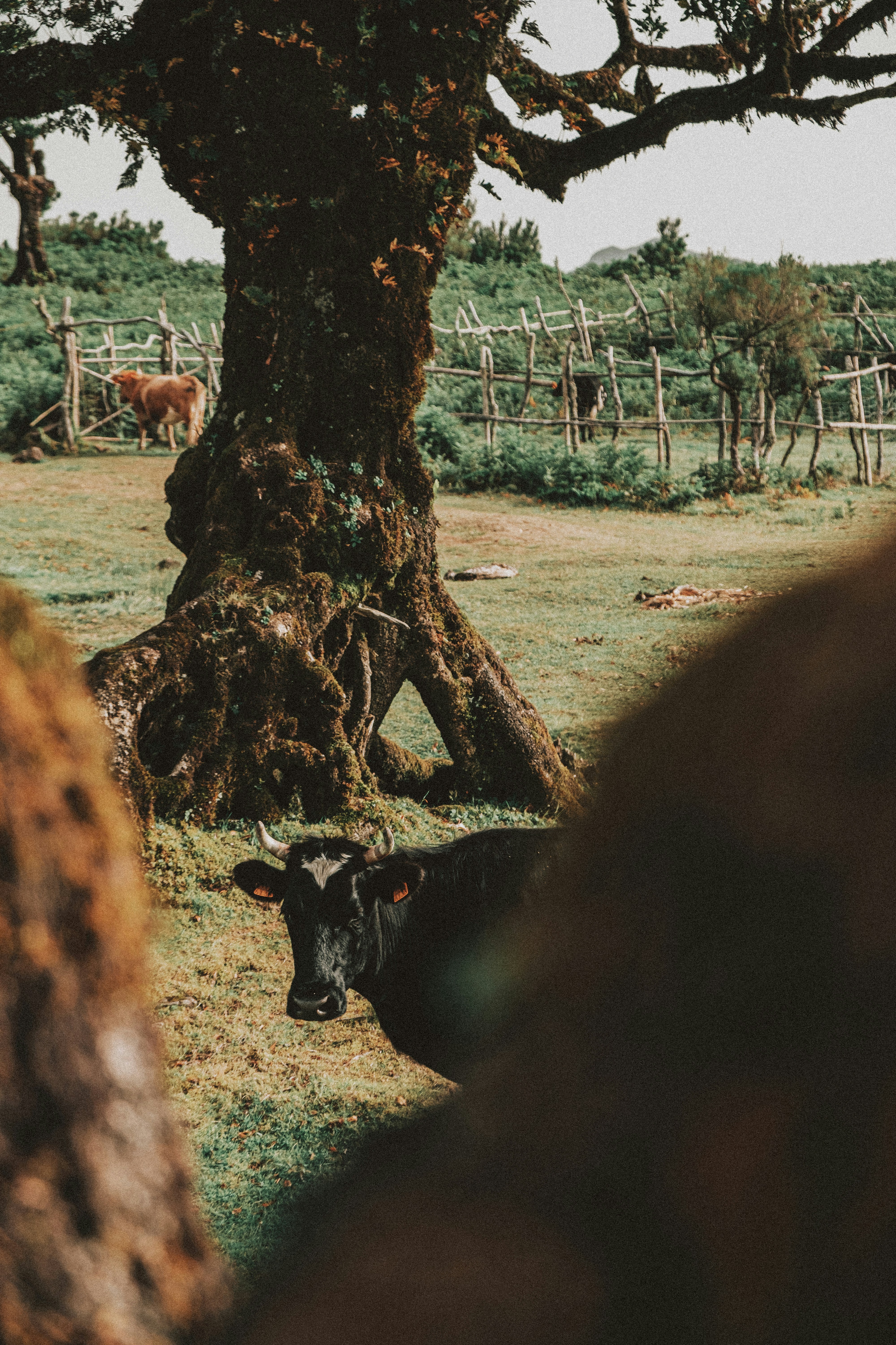 Through the Mossy Trunk: A Quiet Cow Emerges in Dappled Pasture