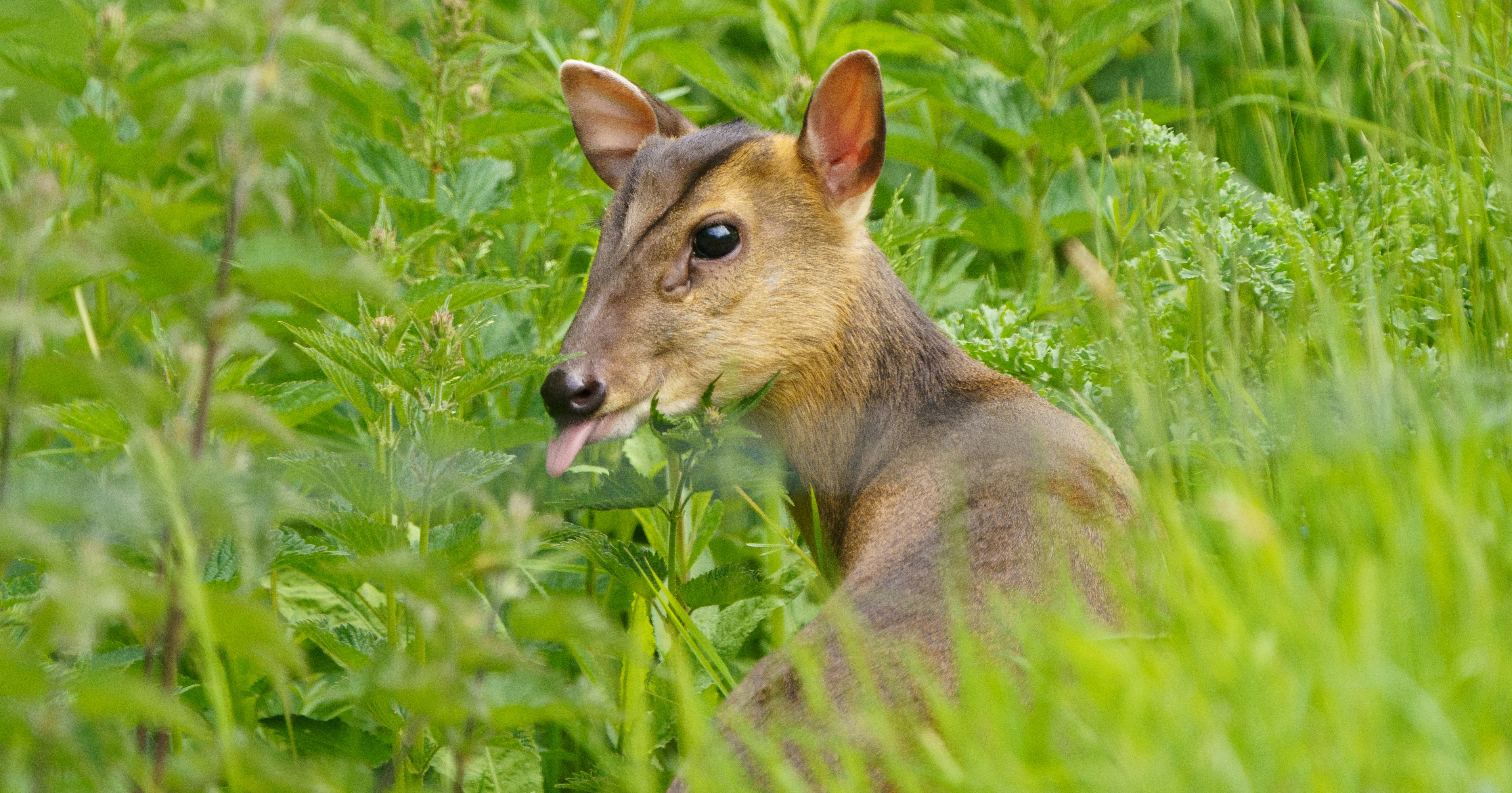 Muntjac deer in lush green field with its tongue peeking out.