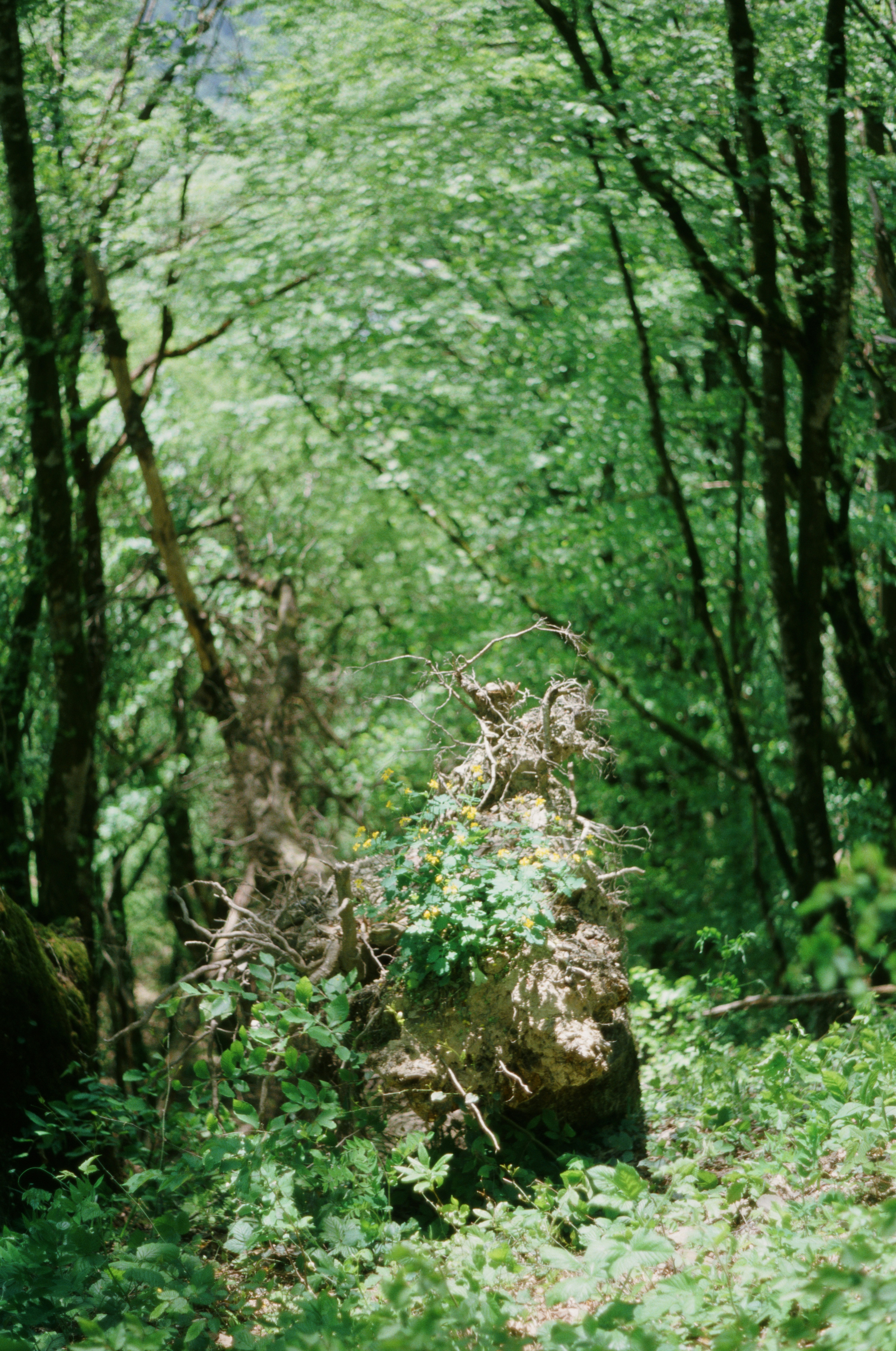 A weathered stone partially covered with vibrant green foliage, set against a backdrop of lush trees in a forested area.