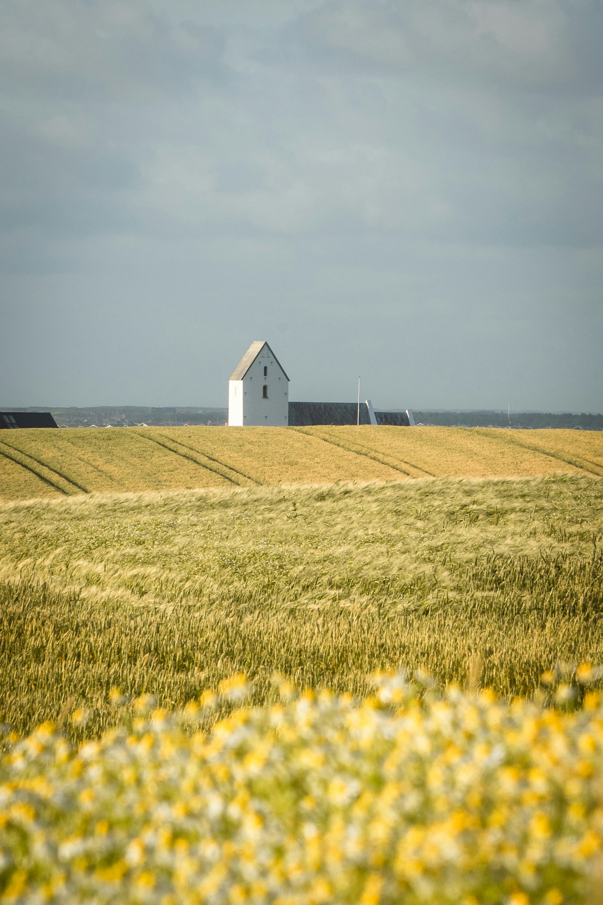 White Cottage on the Crest of Golden Wheat Under a Quiet Sky