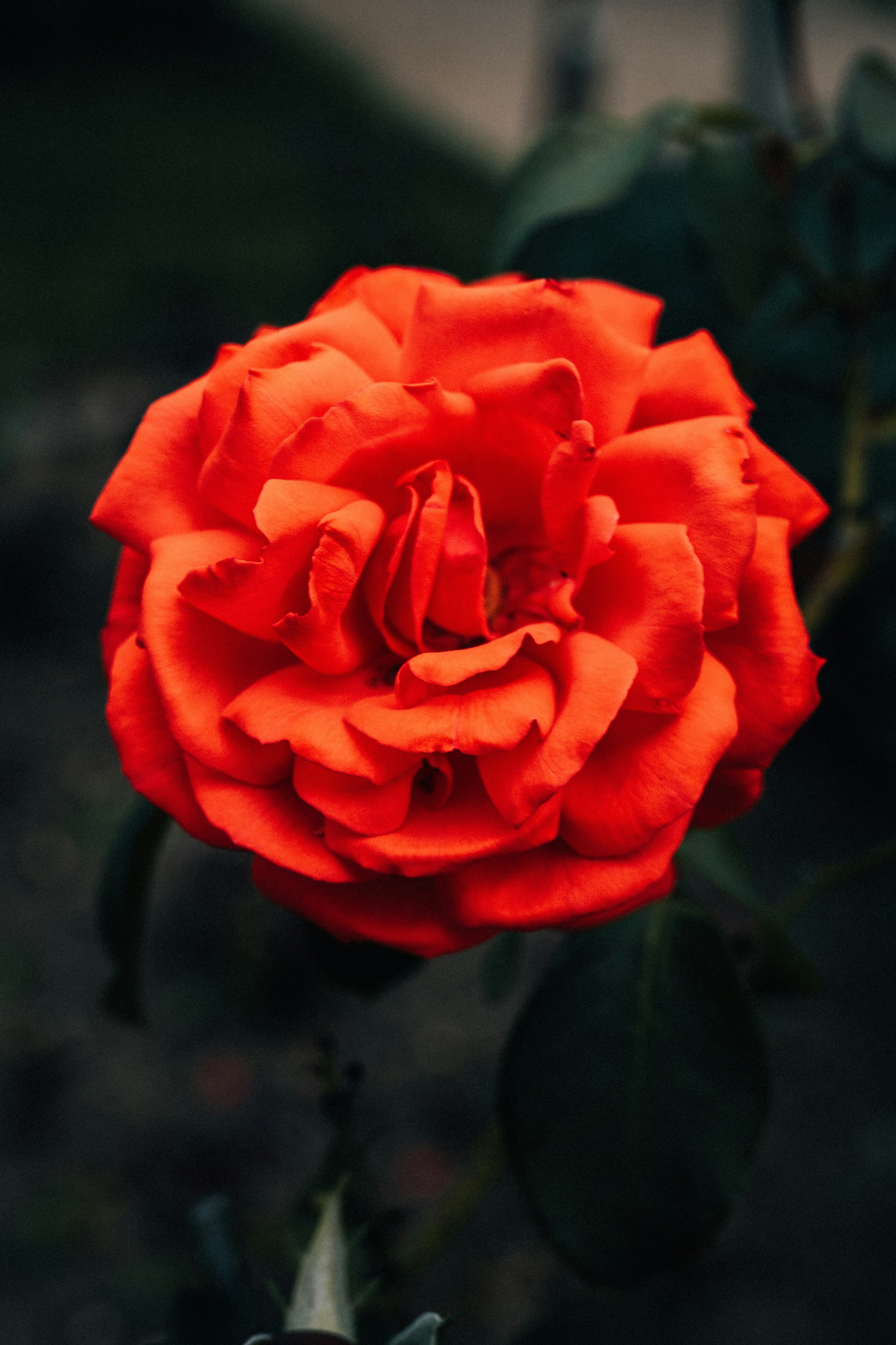A close-up of a brilliant orange rose, showcasing its intricate petals and lush green leaves. The composition highlights the flower's natural beauty.
