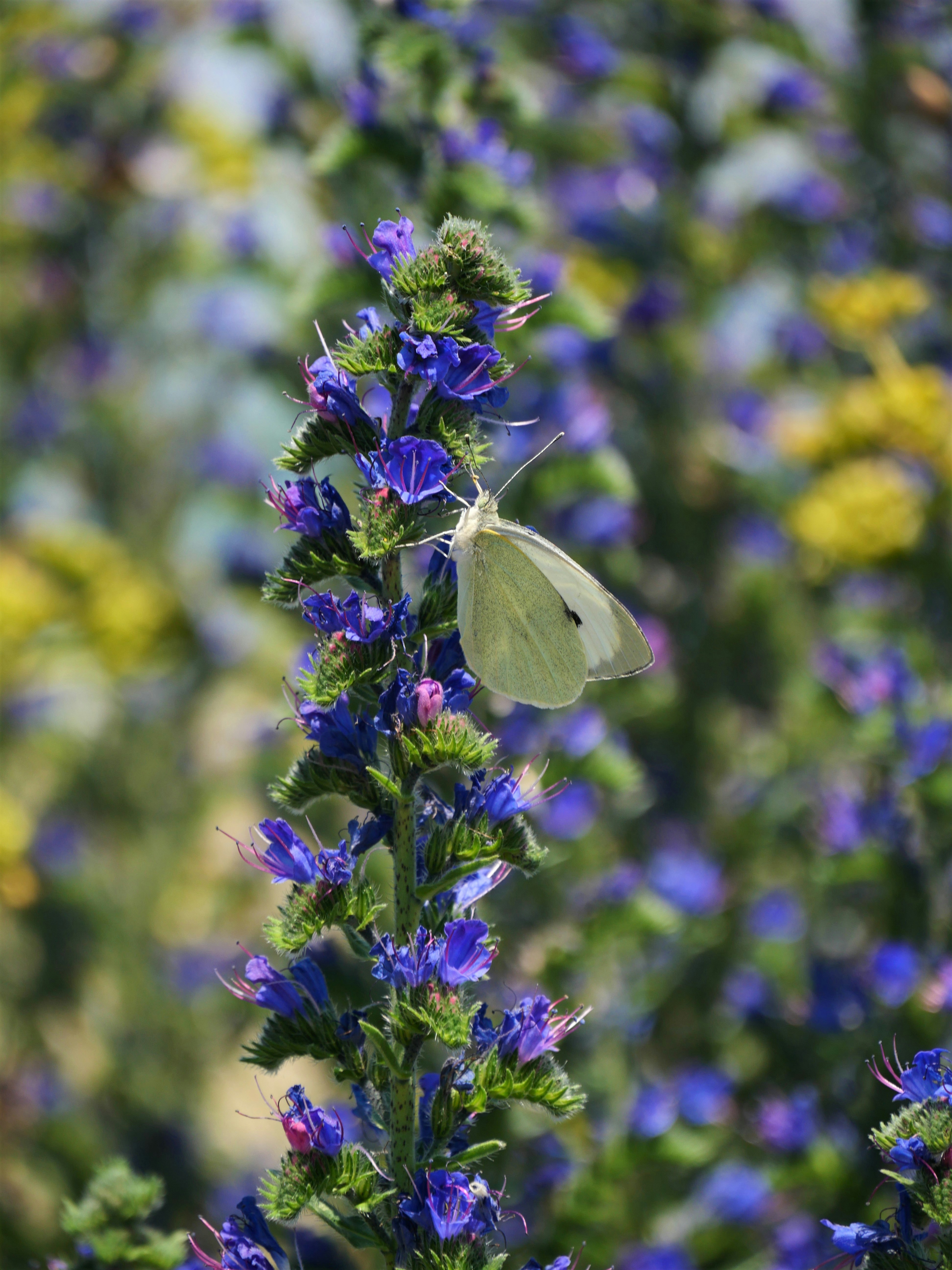 Whispering Wings on a Violet Spike