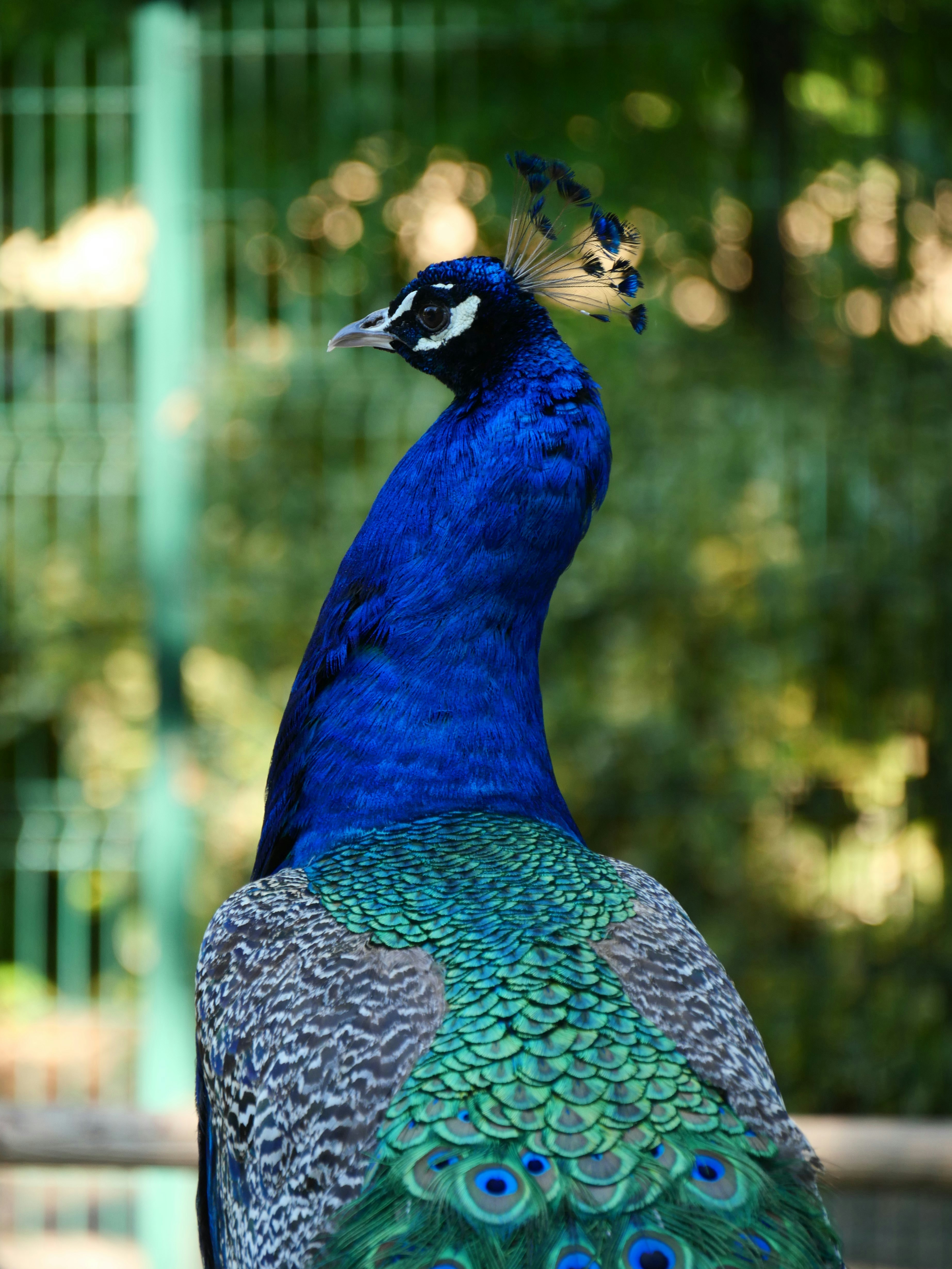 A peacock stands gracefully, showcasing its vibrant blue and green feathers against a blurred green backdrop. The focus is on its elegant profile.