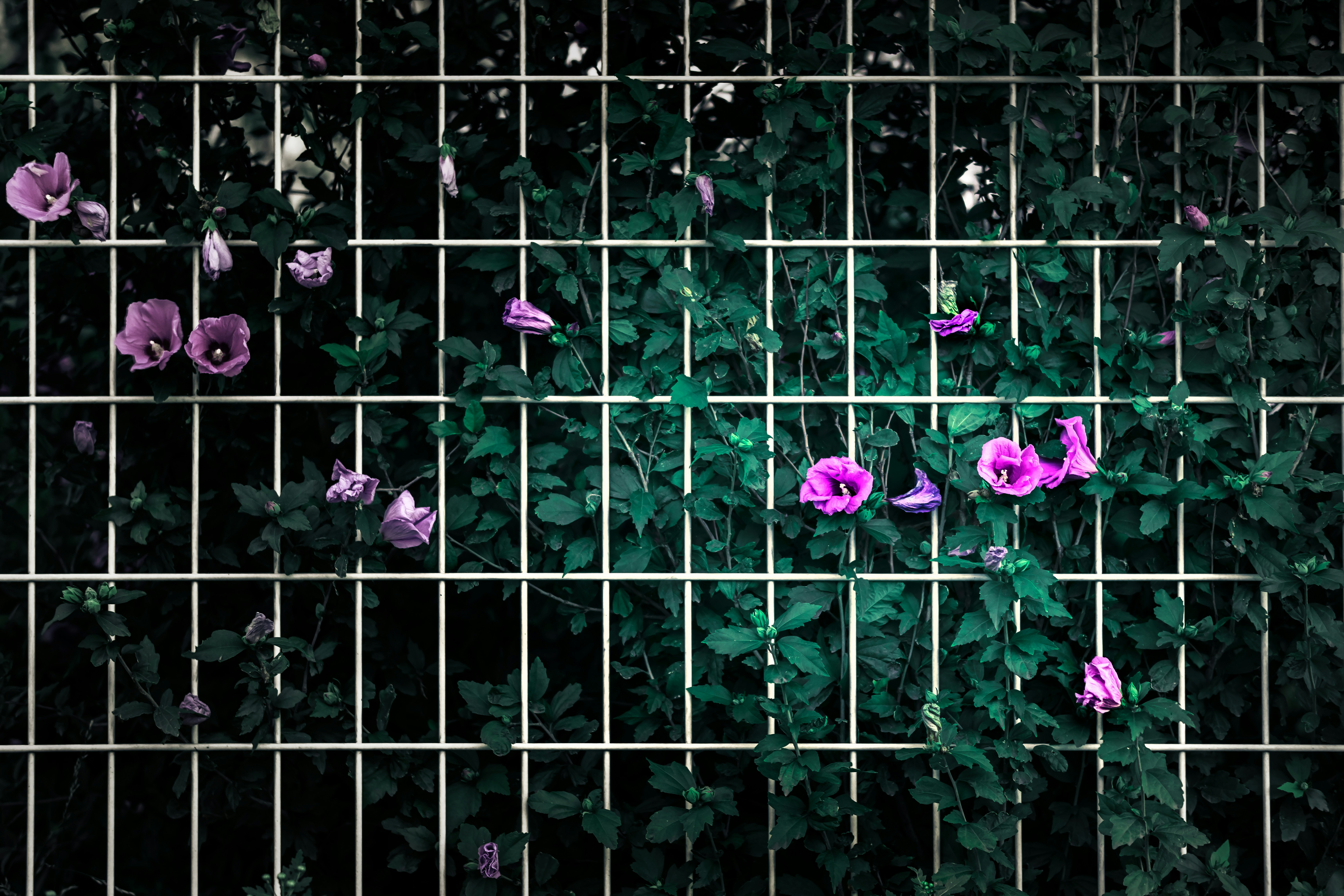 Lattice of Blooms: Pink Roses Weaving Through Ivy on a White Grid