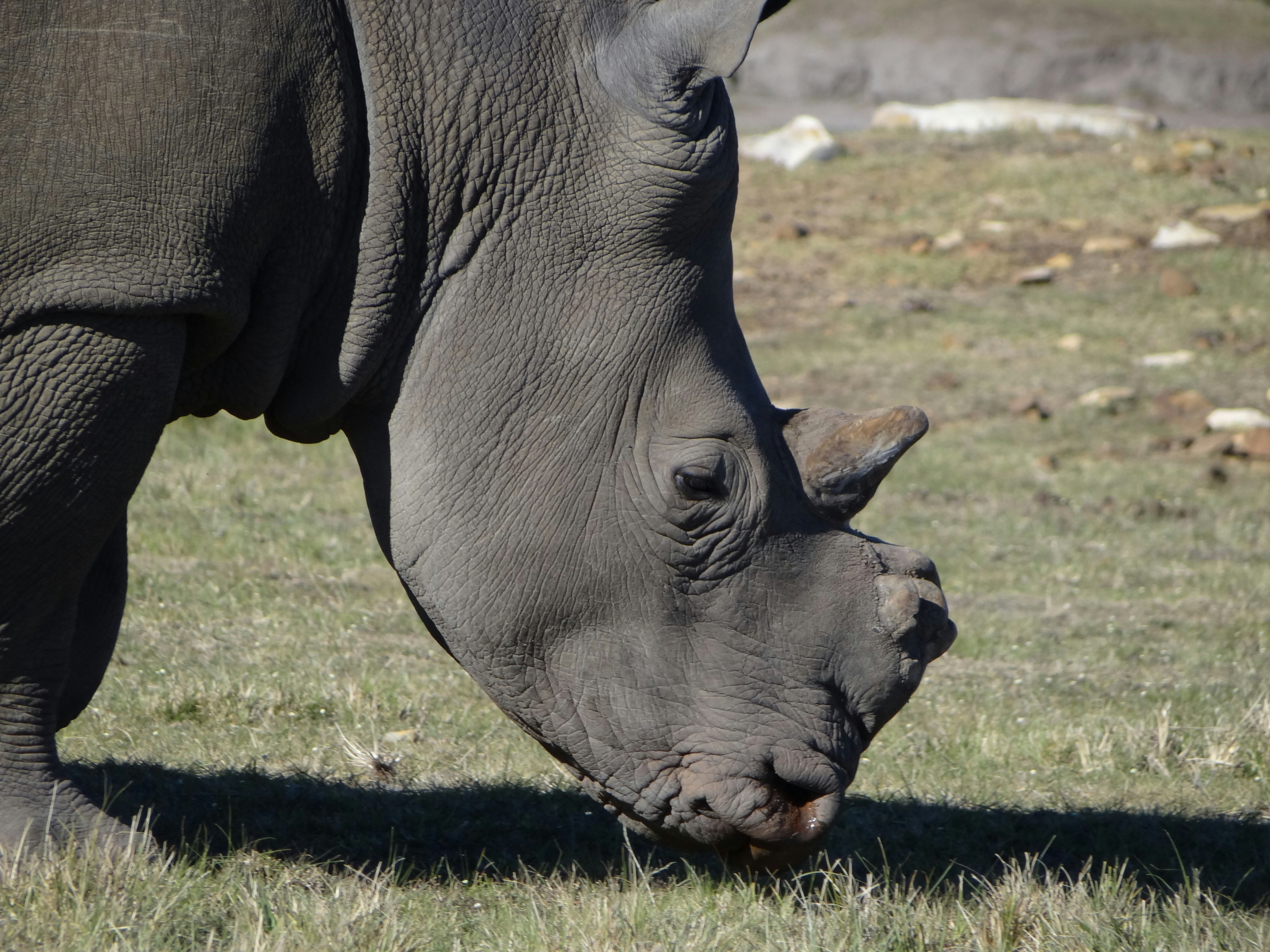 Close-up of a rhinoceros grazing on grass, showcasing its textured skin and prominent horn. The image highlights the majestic presence of this endangered species.