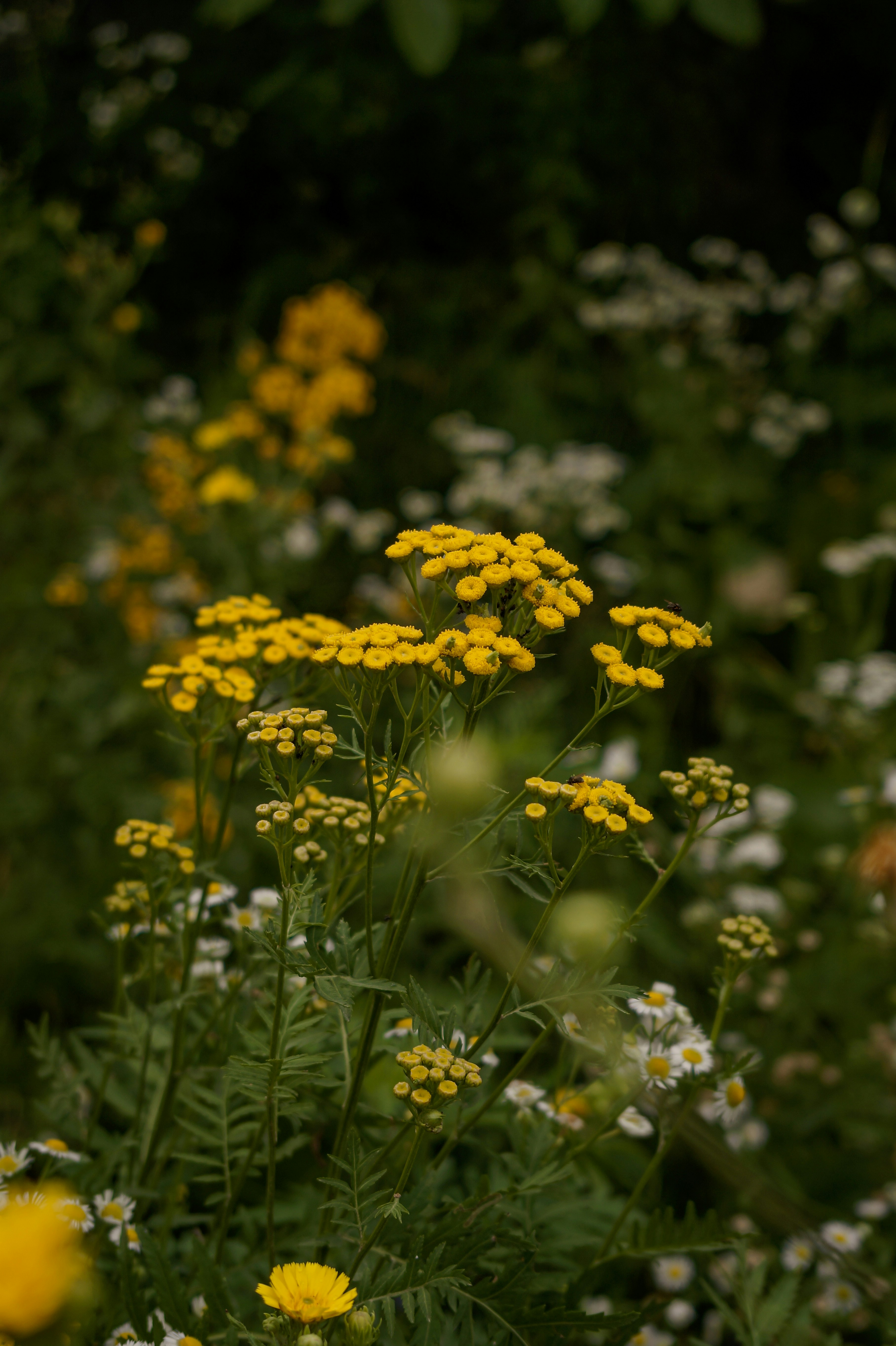 Dense clusters of small yellow flowers dominate the foreground, with white daisies and green foliage receding into a soft, blurred background.