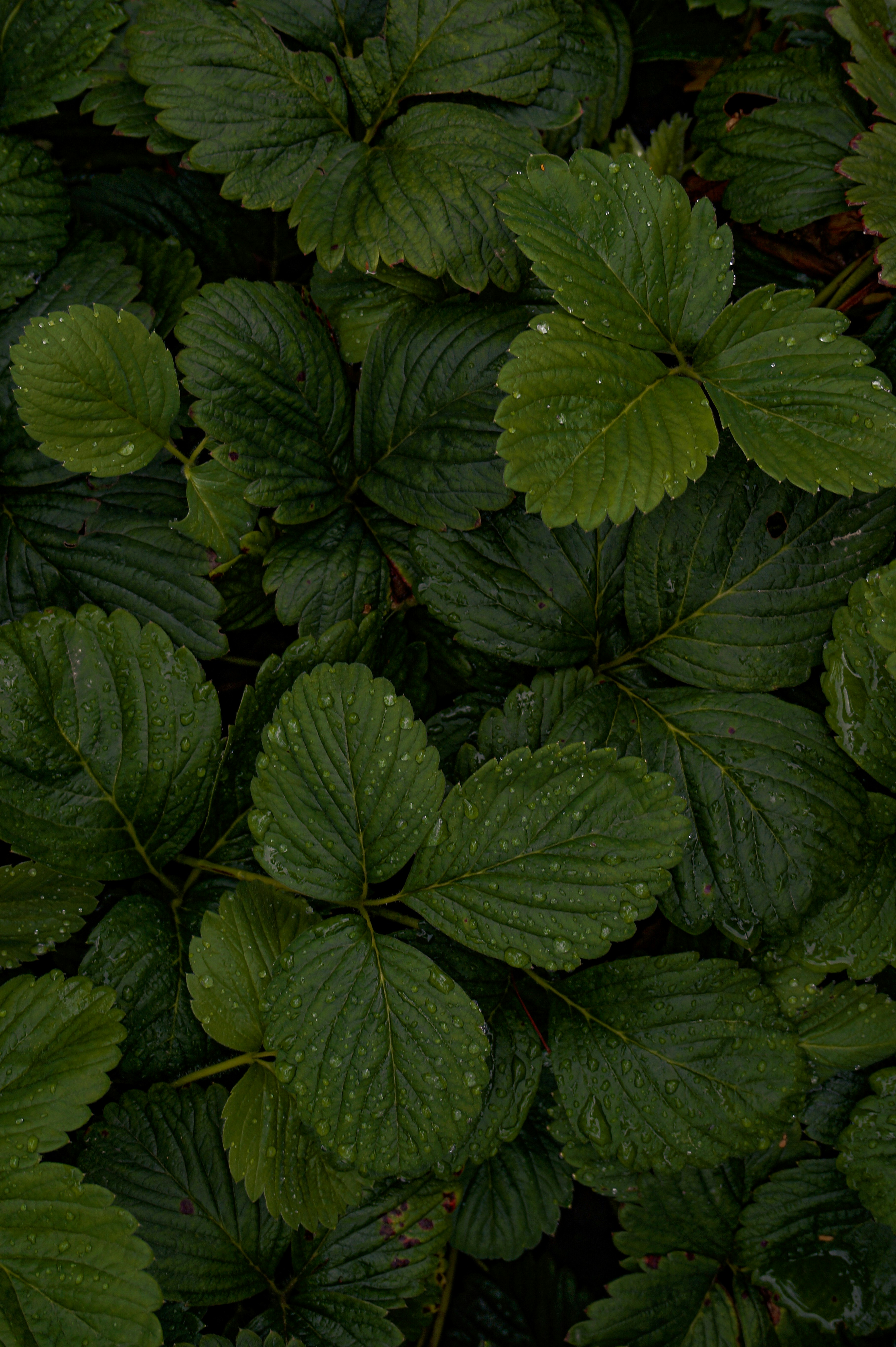 Close-up photograph of dew-speckled strawberry leaves with serrated edges, rich in texture.