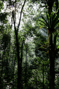 Sunbursts Beyond Ferns: A Quiet Forest Scene