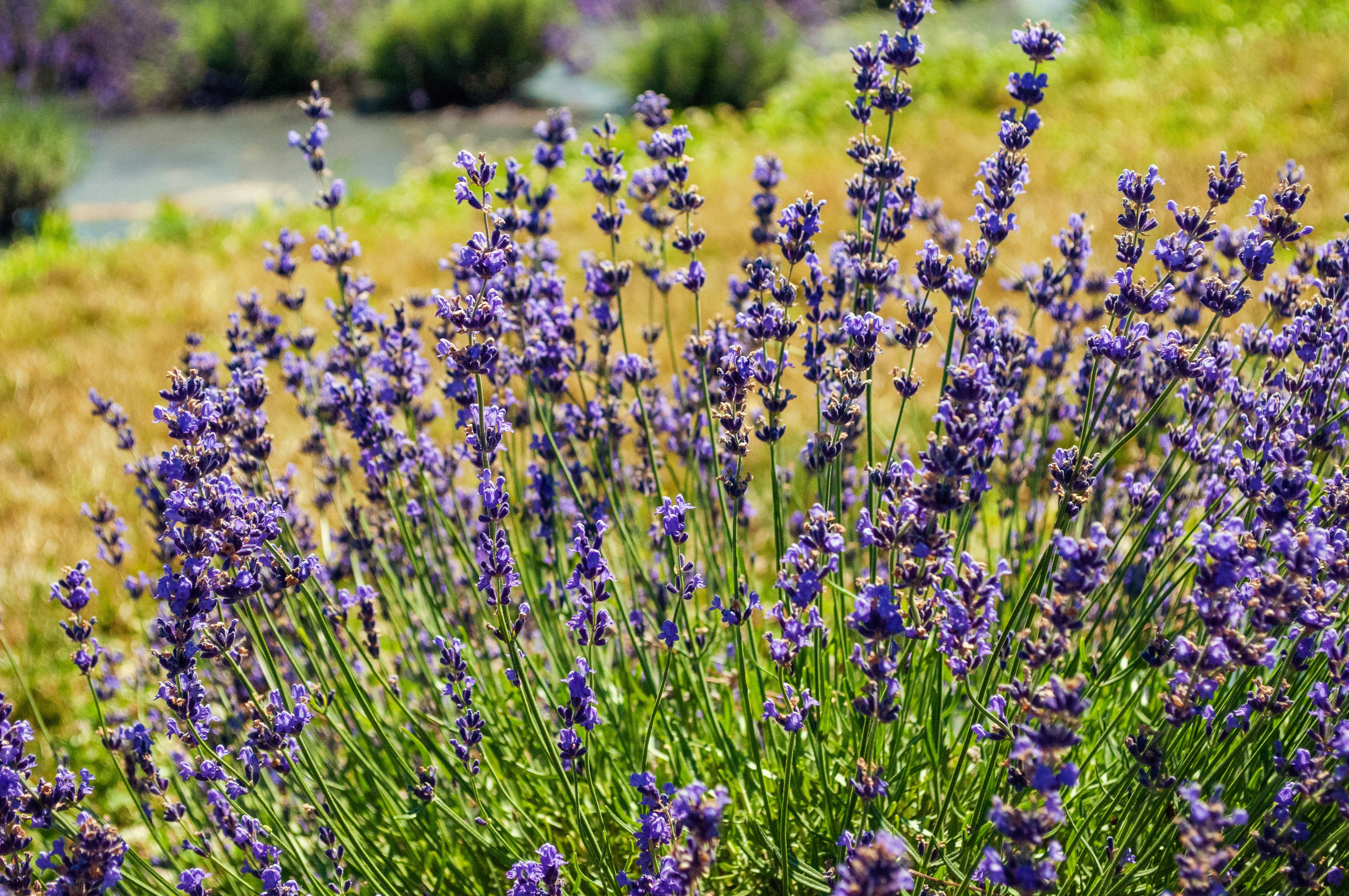 Vibrant lavender blooms sway in a sunlit field, surrounded by soft, warm tones of distant foliage.