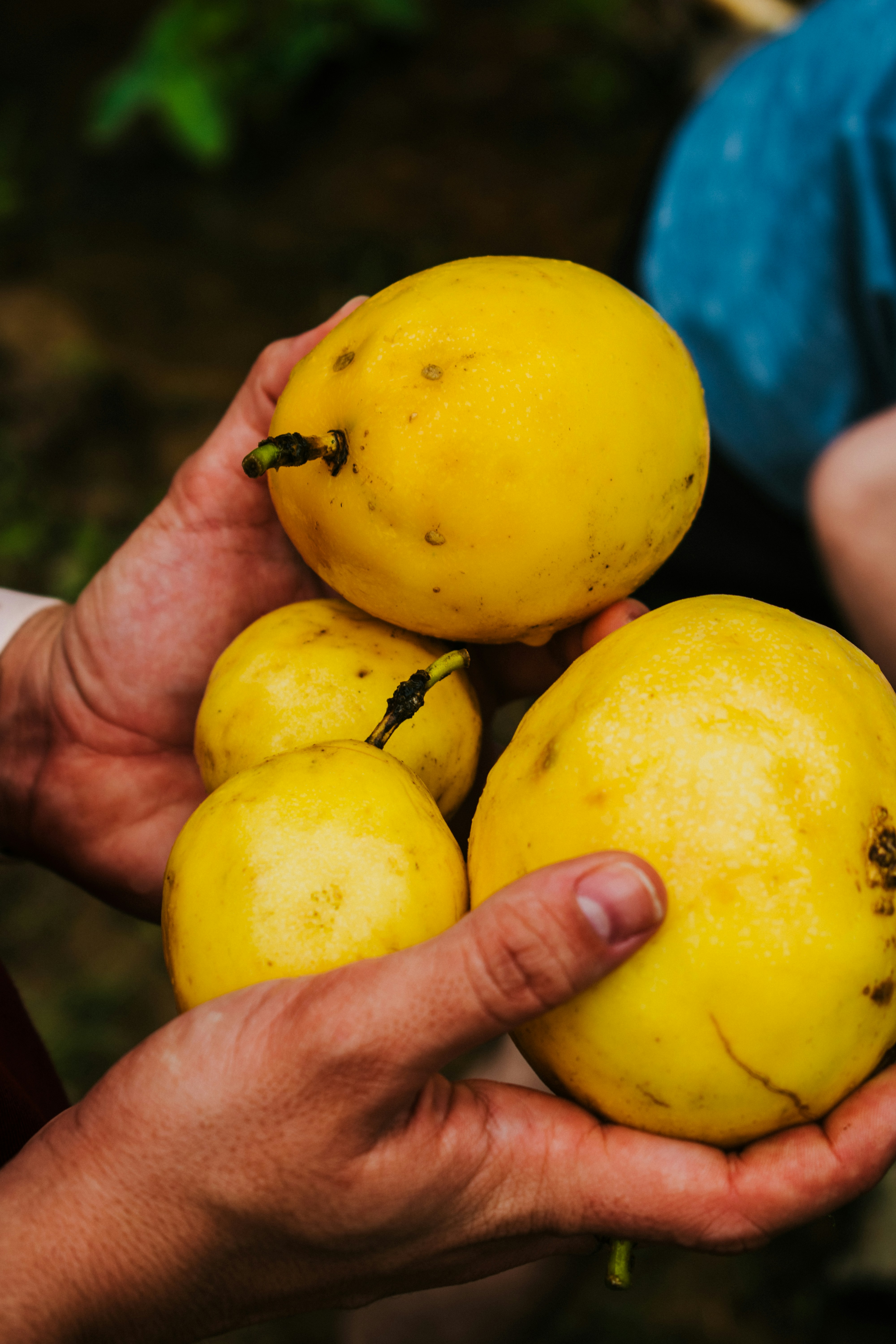 Hands cradling an assortment of large yellow fruits, showcasing their vibrant color and texture against a blurred natural background.