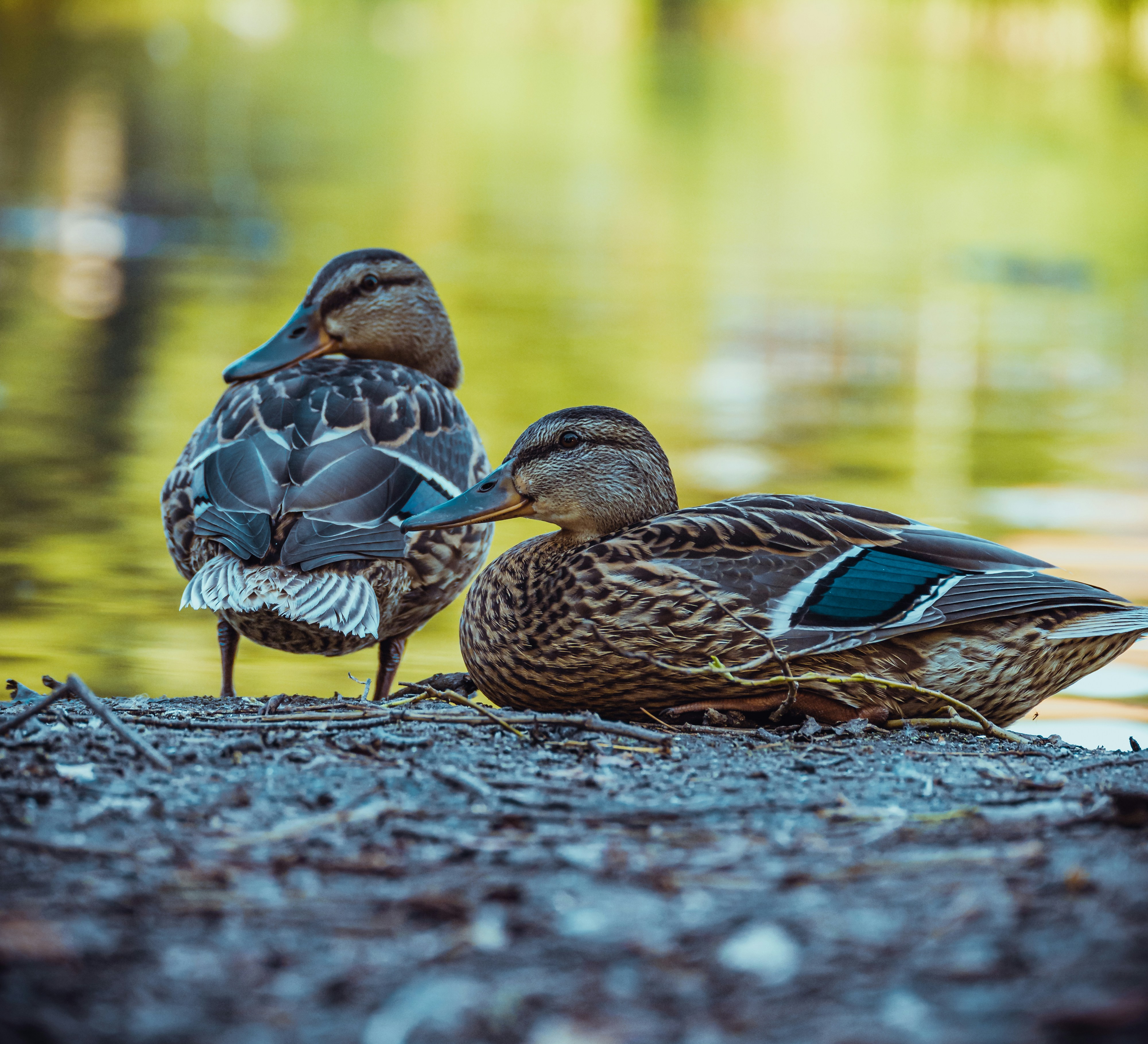 Two Mallards Resting at the Water’s Edge with a Sunlit Backdrop