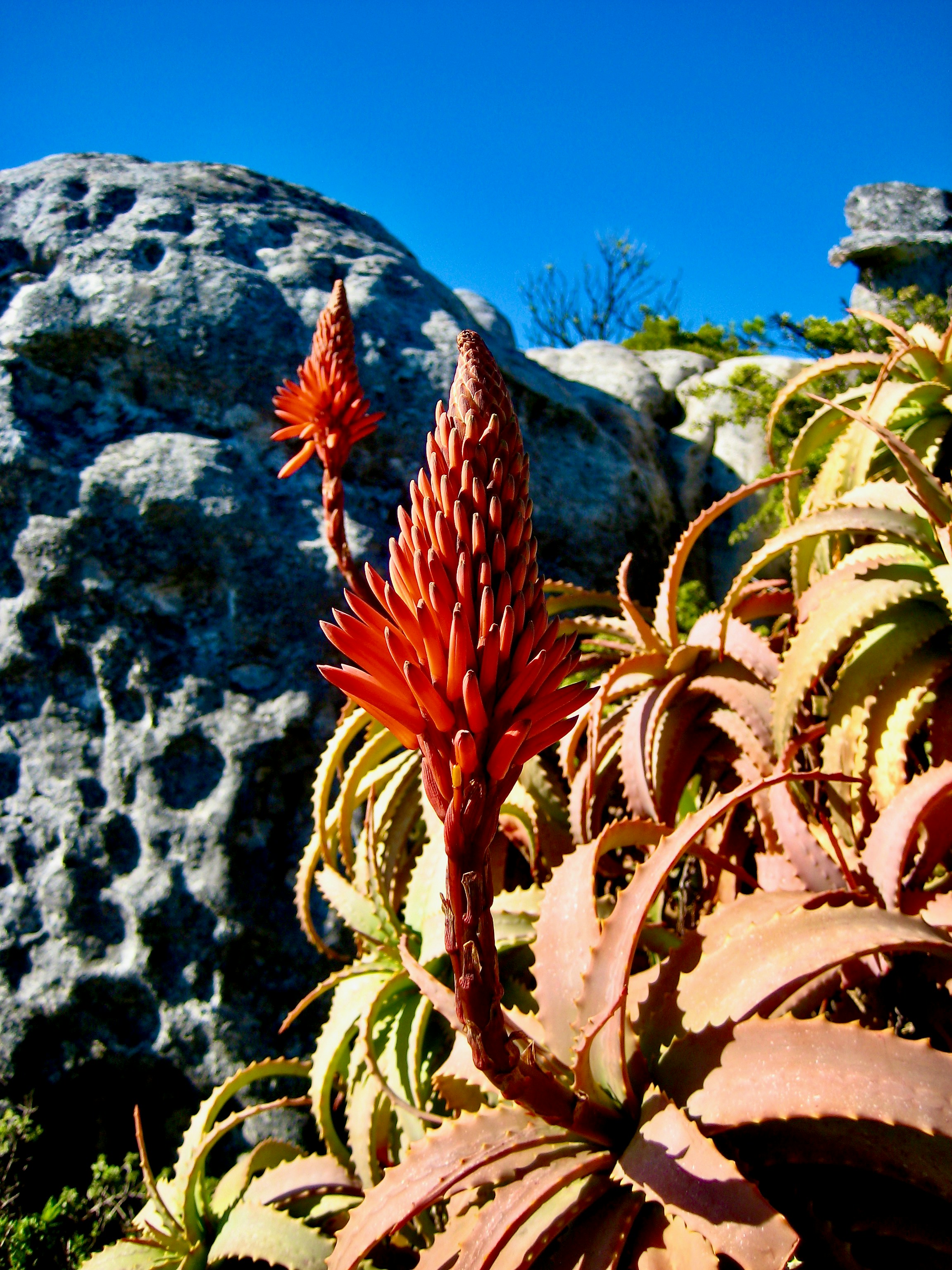 Crimson Torchflower Rising Through a Granite Garden