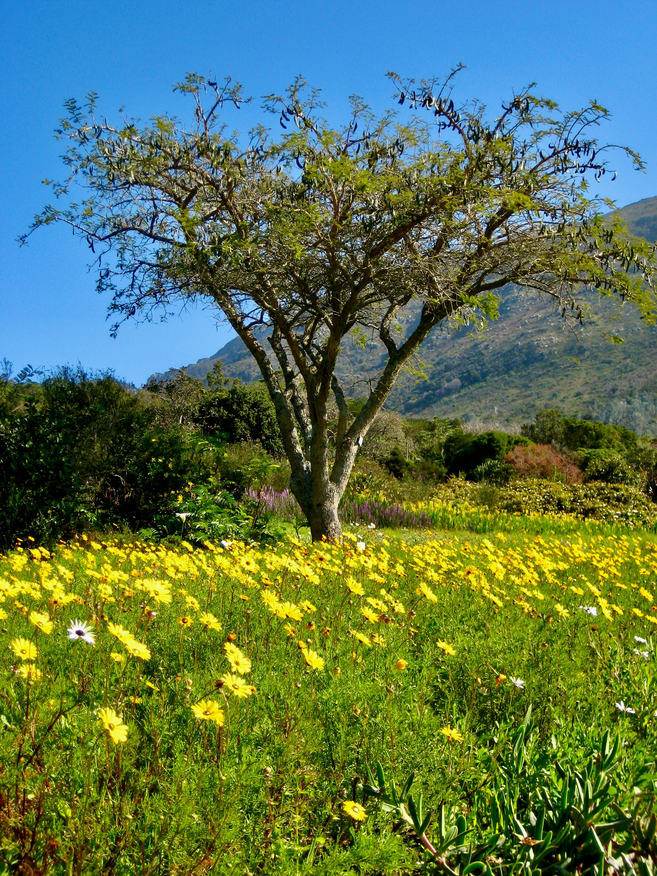 A solitary tree stands in a sunlit meadow dotted with yellow flowers, with a blue sky and distant mountains. The scene emphasizes rural tranquility and the natural contrast between blooms and greenery.