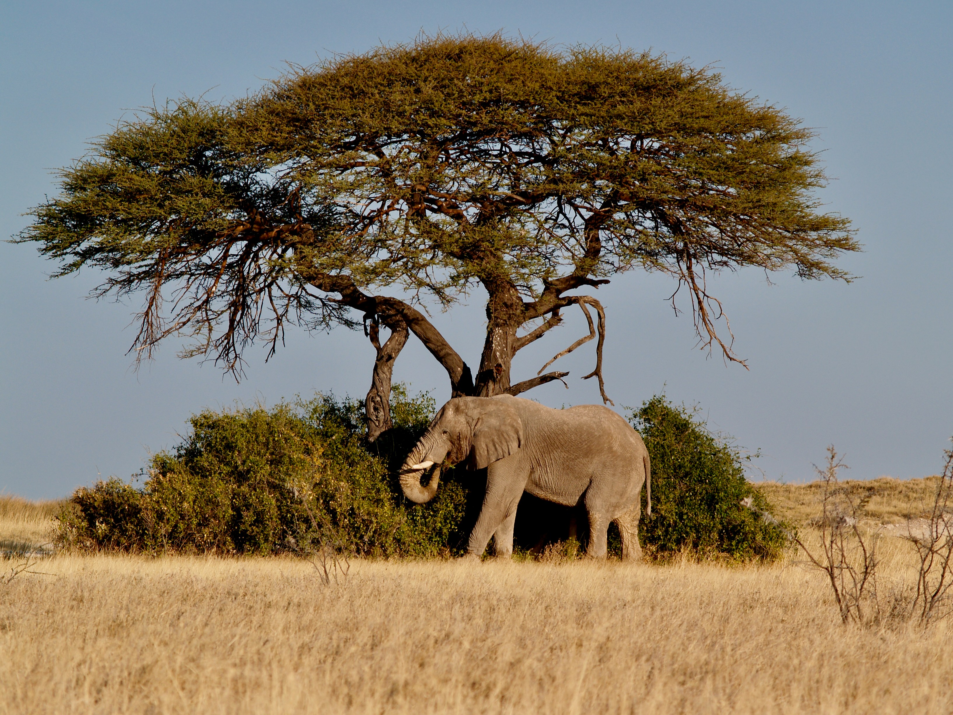 An elephant foraging near a lush bush under the shade of a sprawling acacia tree in a sunlit savanna landscape.