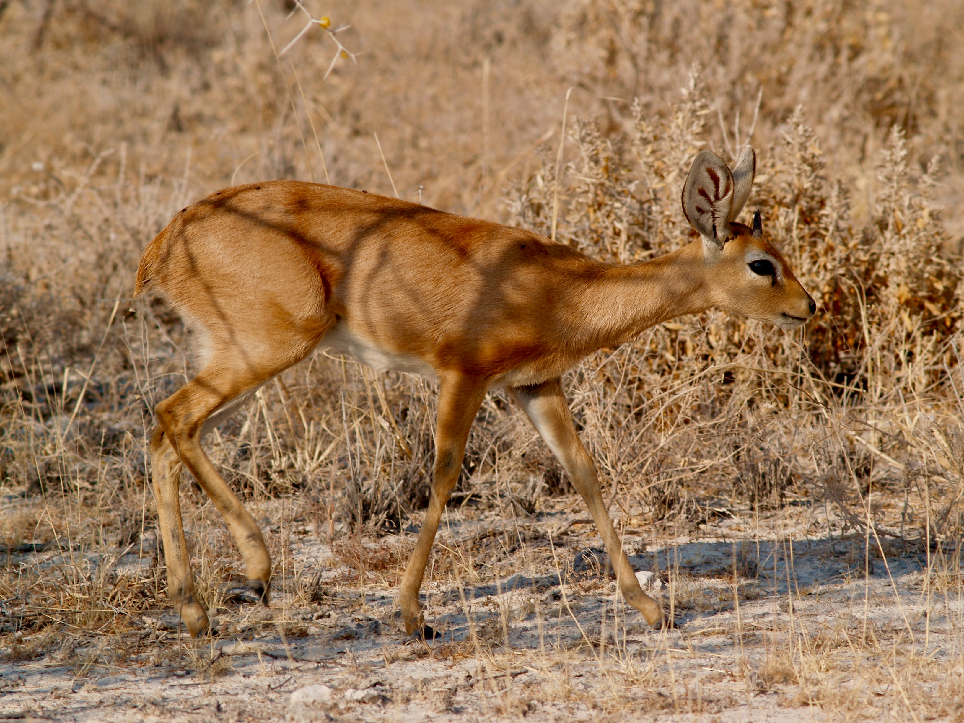 A young buck gracefully strides through a sunlit savanna, surrounded by dry grass and sparse vegetation.