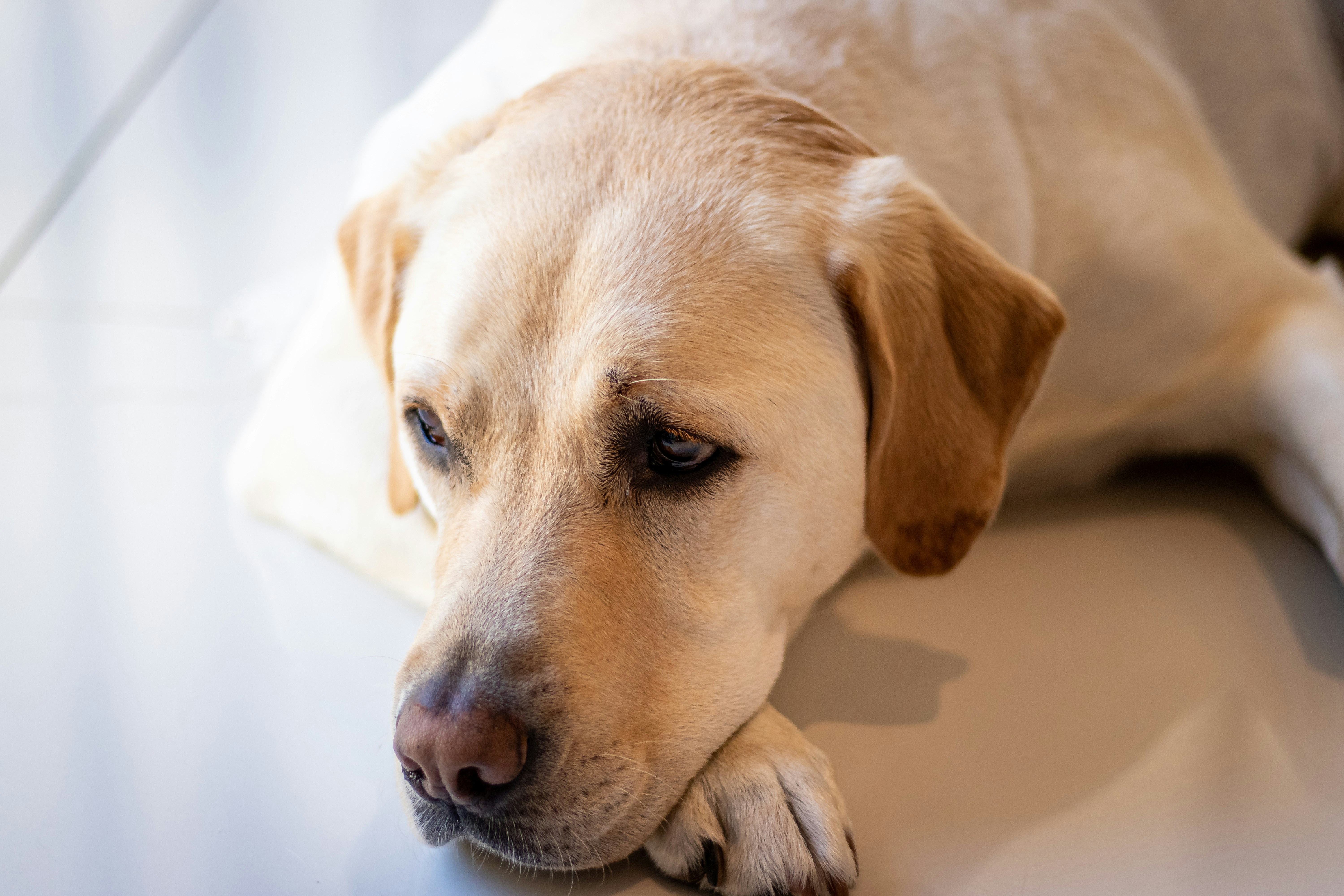 Yellow Labrador Pictures | Download Free Images on Unsplash