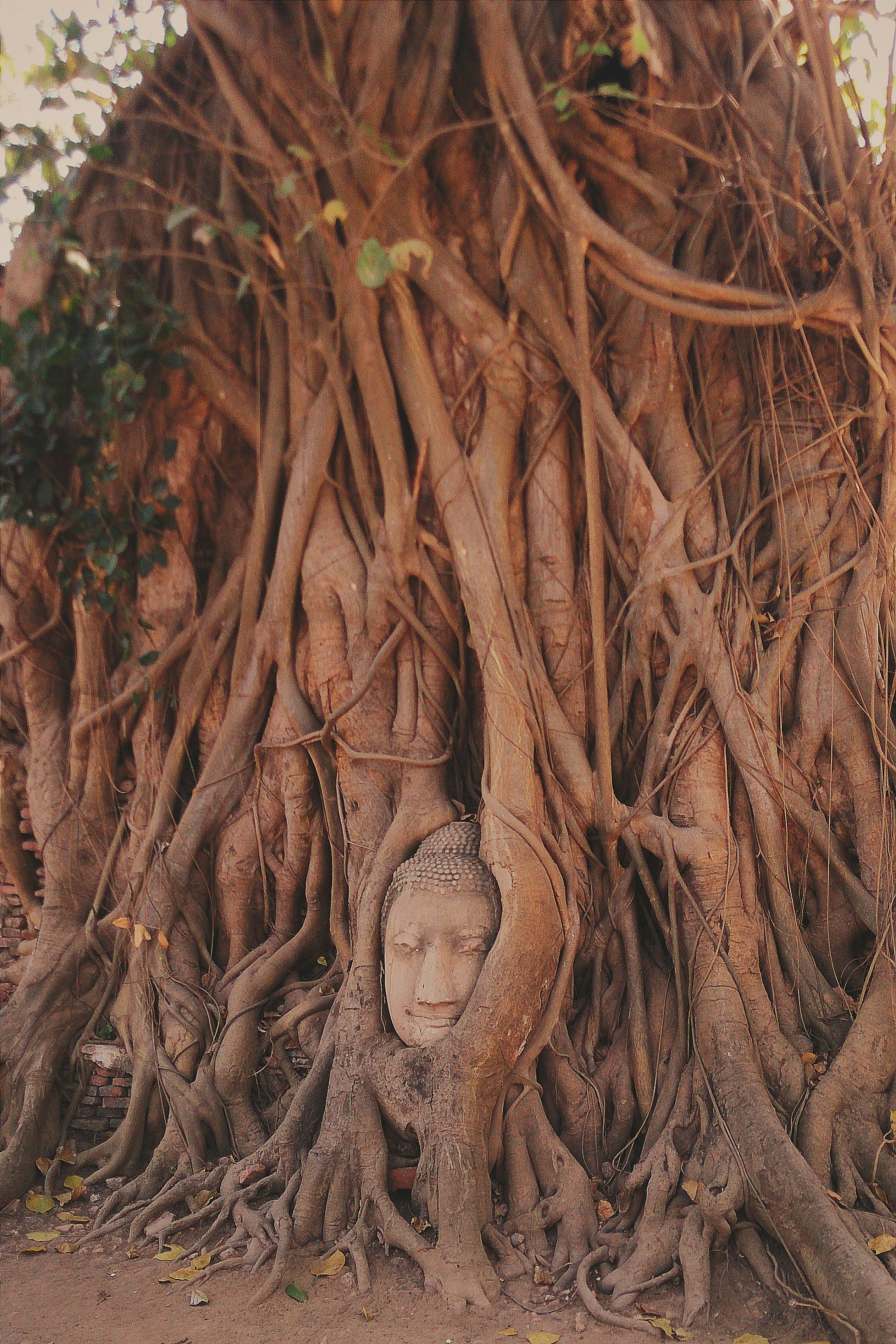 Ancient Buddha head entwined in the roots of a sprawling tree, symbolizing the harmony between nature and spirituality.