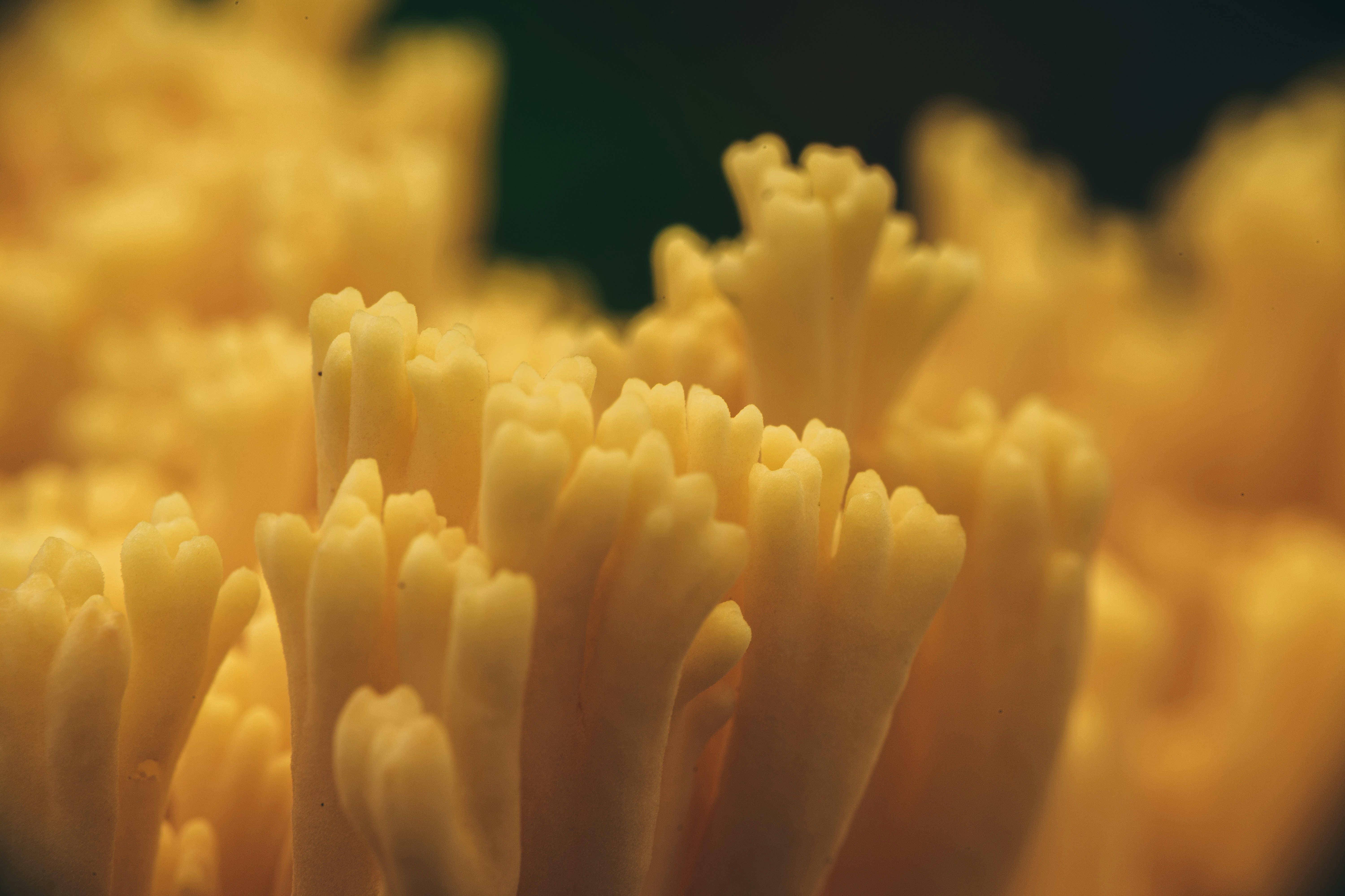Close-up of vibrant yellow coral fungus, showcasing intricate textures and fine details against a blurred background.