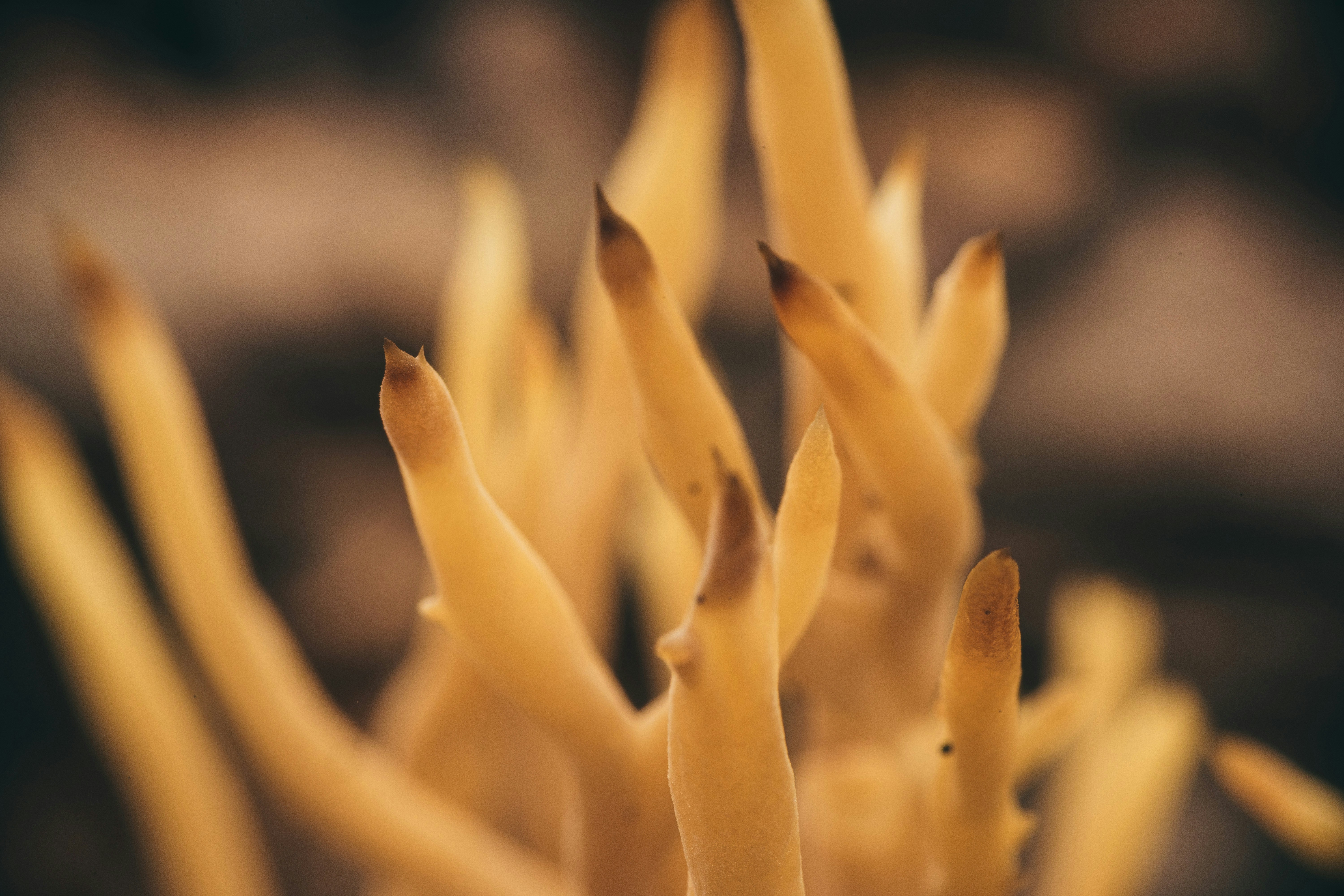 Amber Fingers in Soft Focus: A Macro Portrait of Coral-Like Fungi