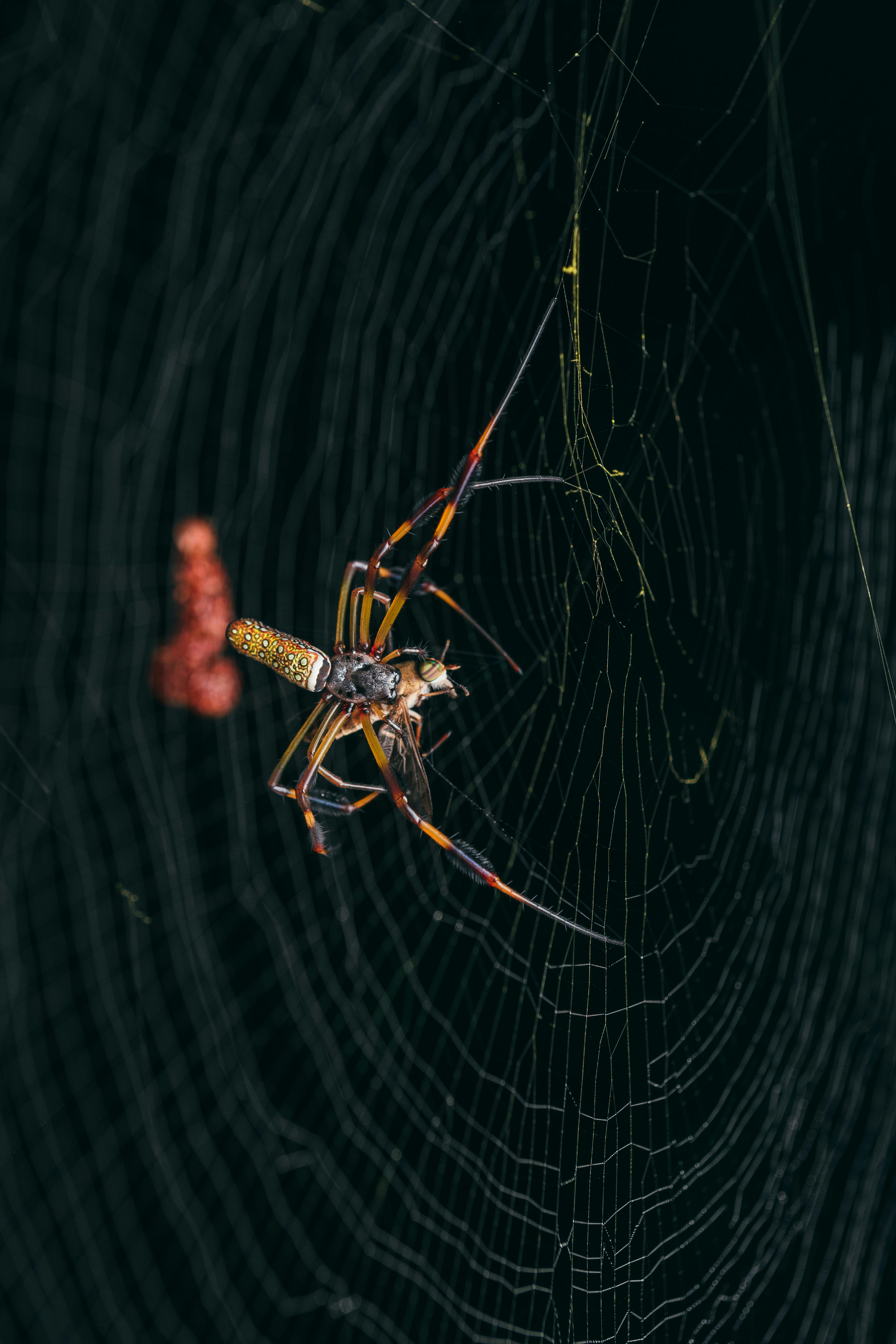 A vibrant spider meticulously tending to its web, showcasing the delicate patterns against a dark background.
