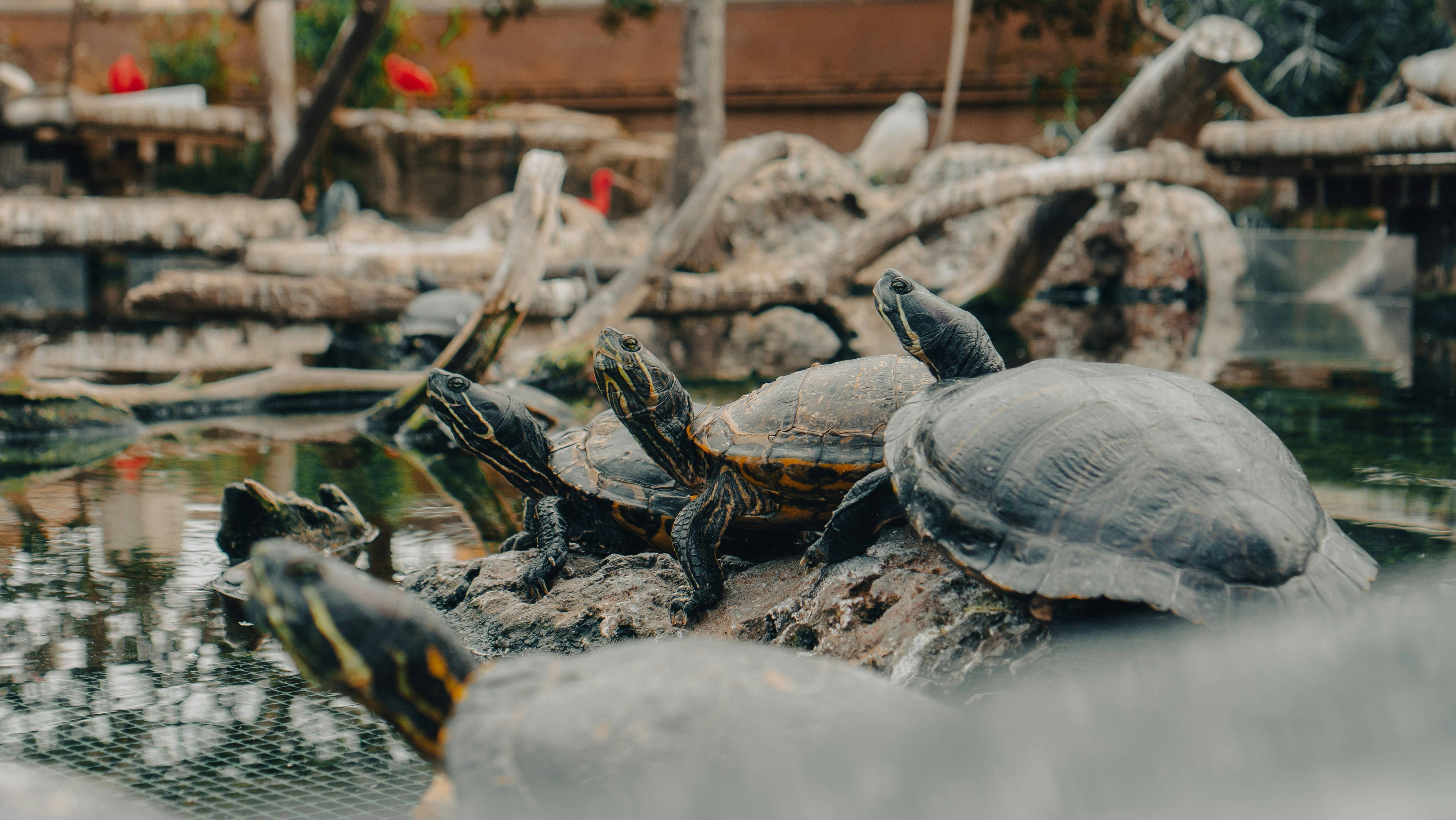 Afternoon Tranquility: Turtles Rest on a Logpile by the Quiet Pond